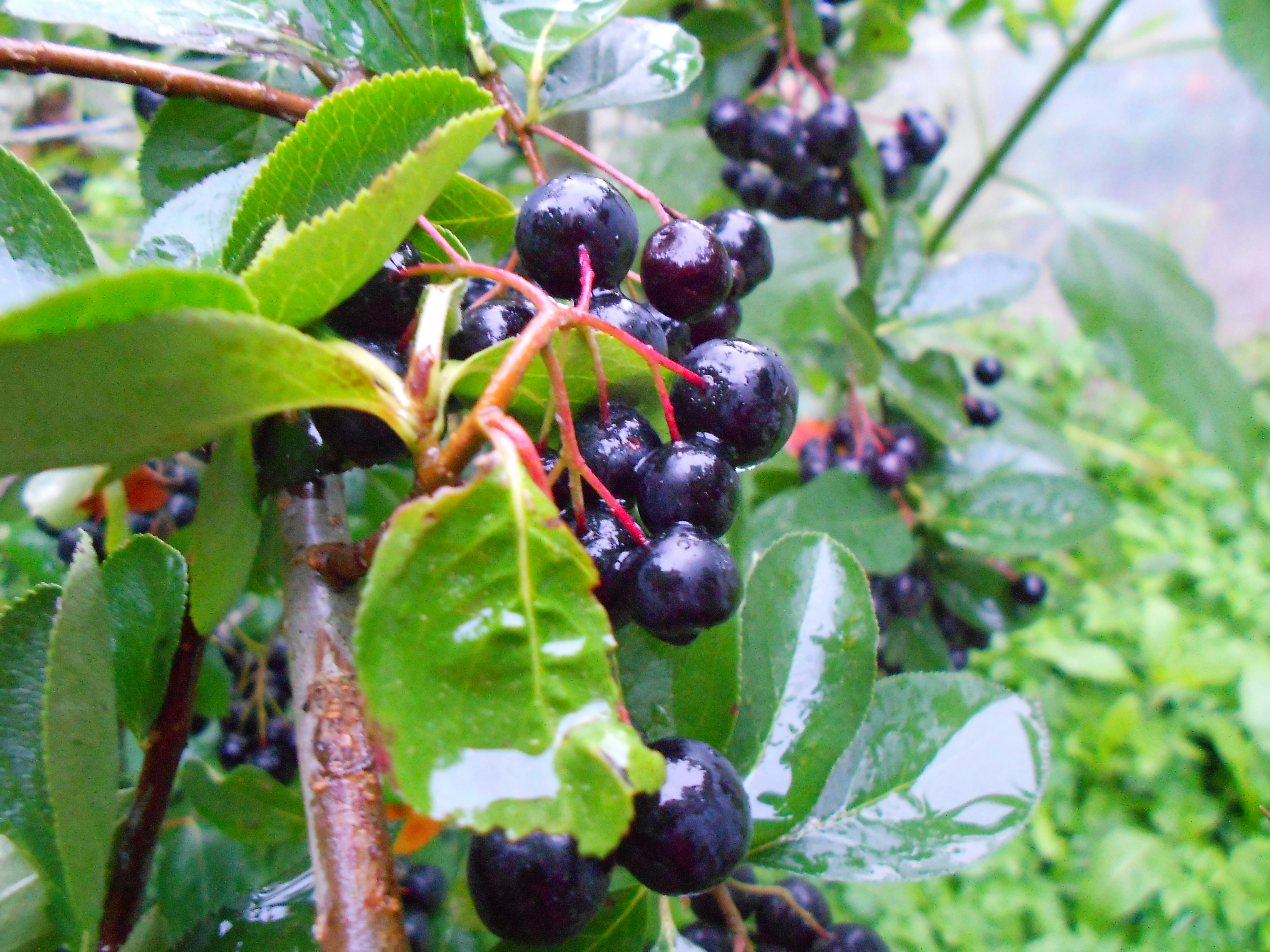 Sample photo from Nikon Coolpix S2600