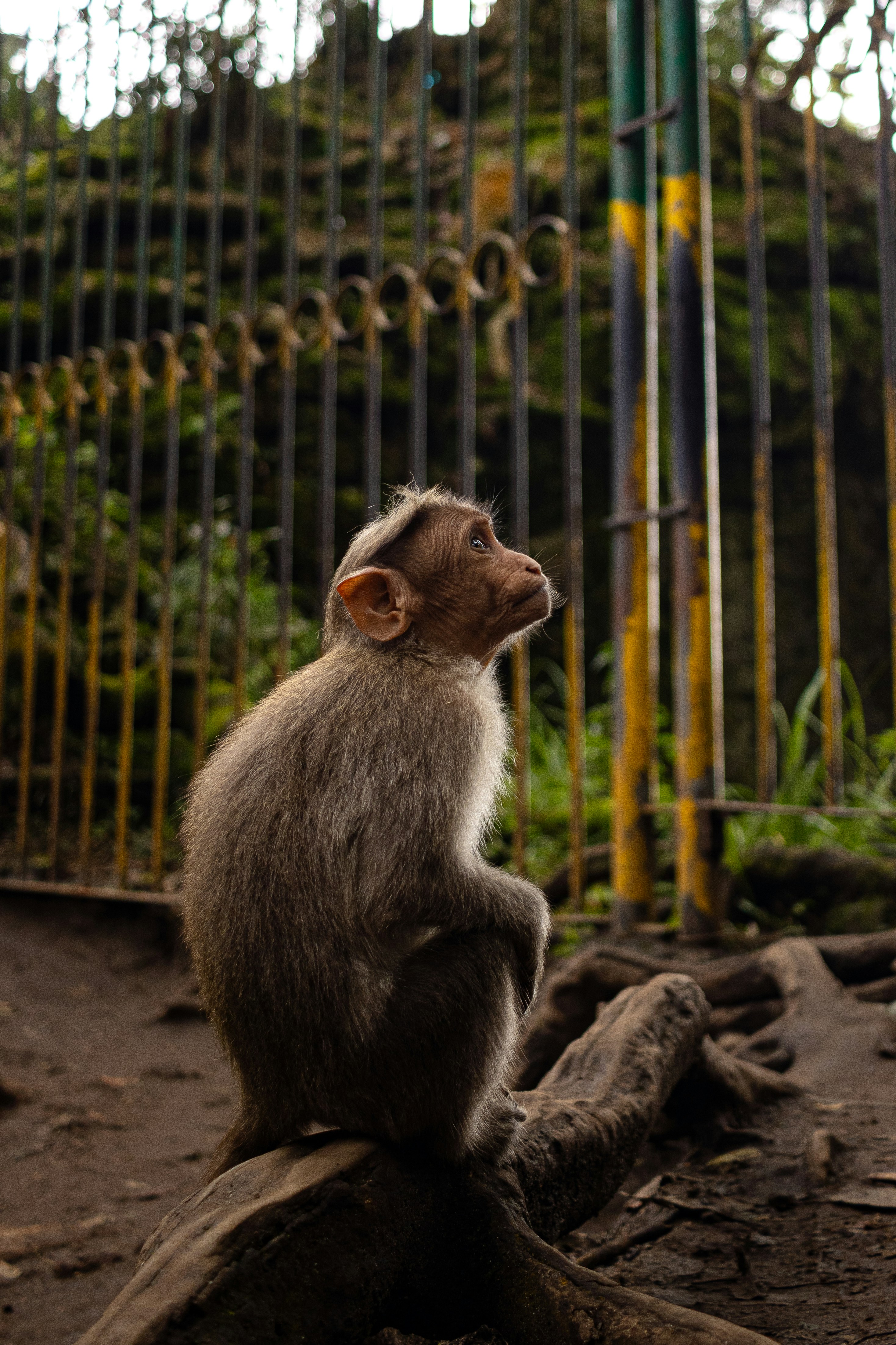 Curious Sentry: A Monkey Gaze Above the Fence