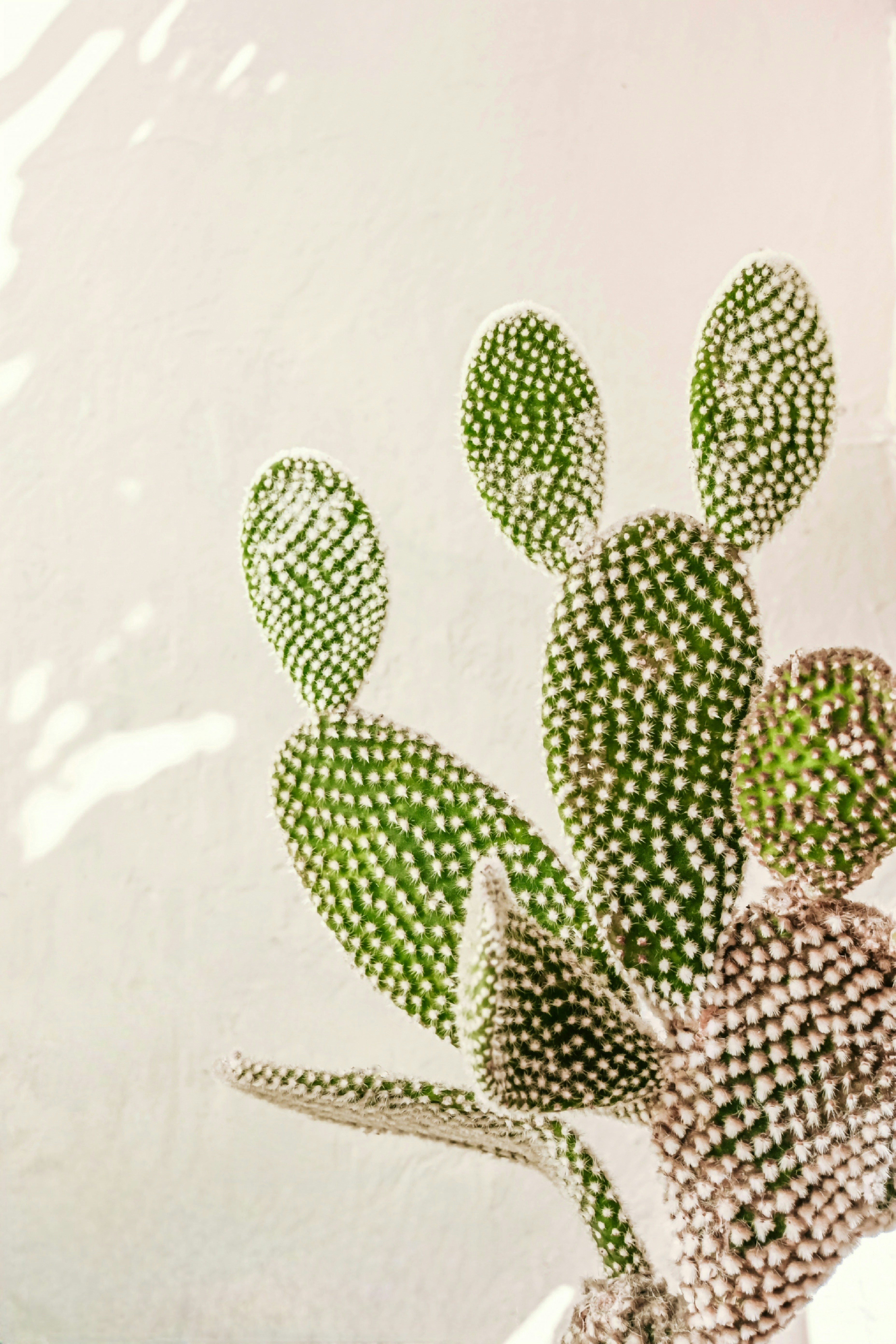 Close-up photograph of a paddle cactus (Opuntia) with densely dotted spines against a pale, softly lit background. The image emphasizes texture and sculptural form.