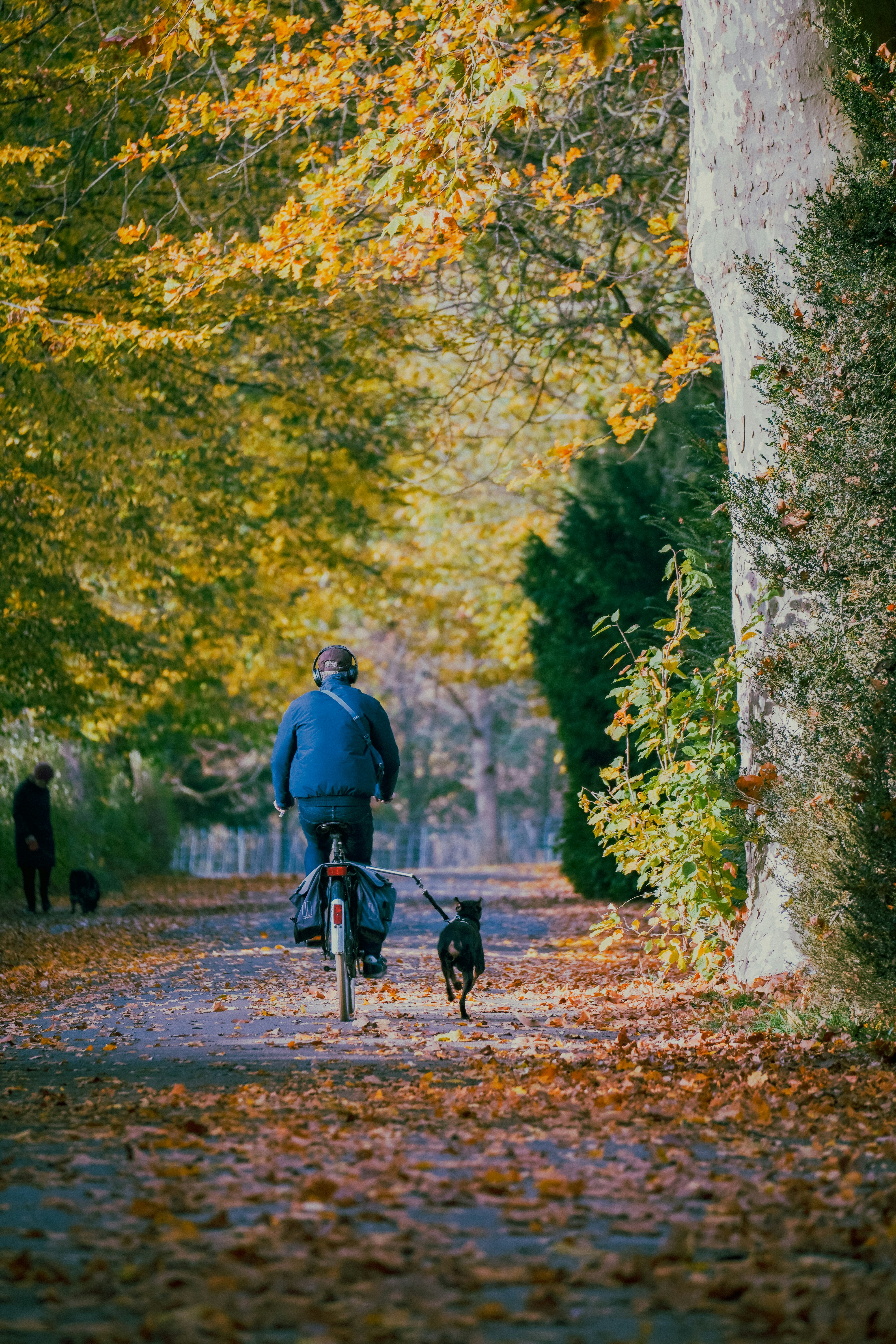 A person riding a bike with a dog on a leash photo – Free Park ...