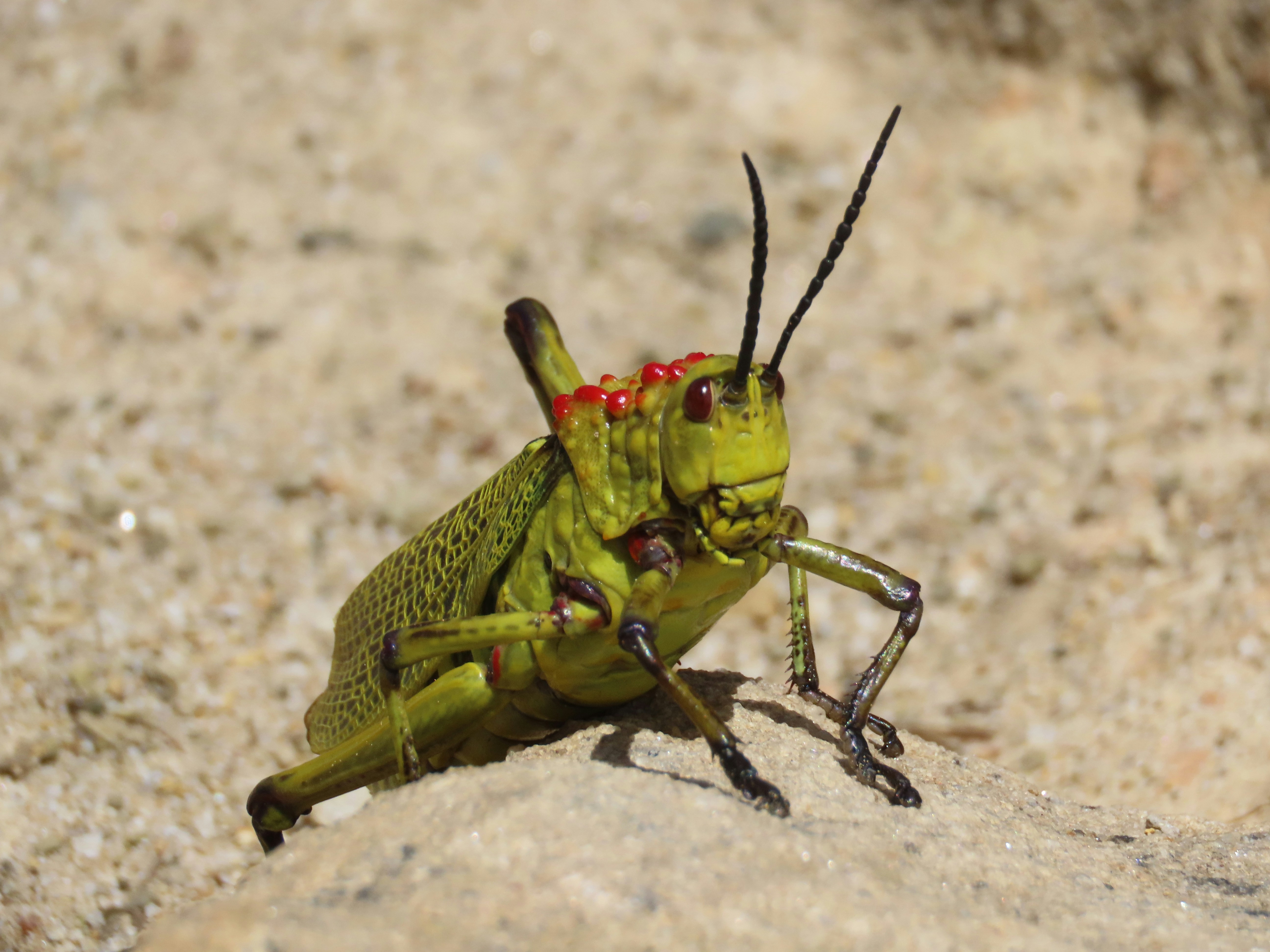 Macro photograph of an emerald-green grasshopper with red markings on a sandy surface. The close-up highlights the insect's textured body and antennae.