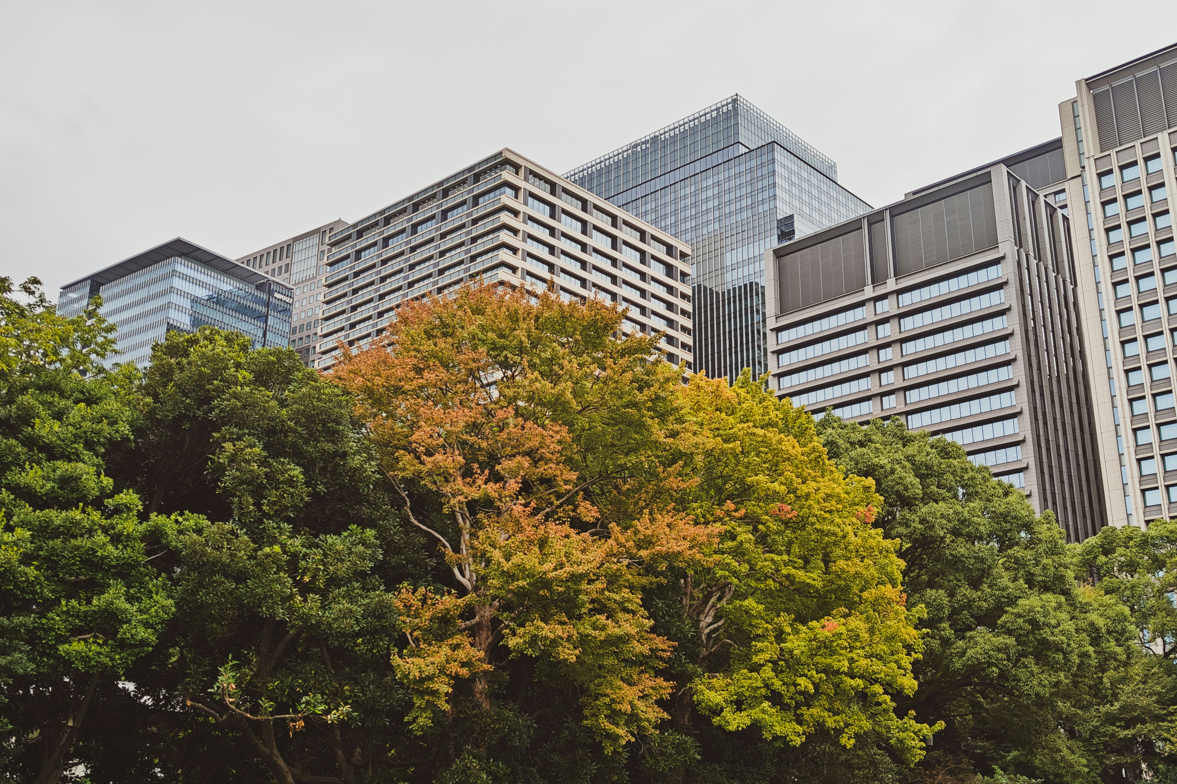 Photo by Swaraj with OnePlus 12R