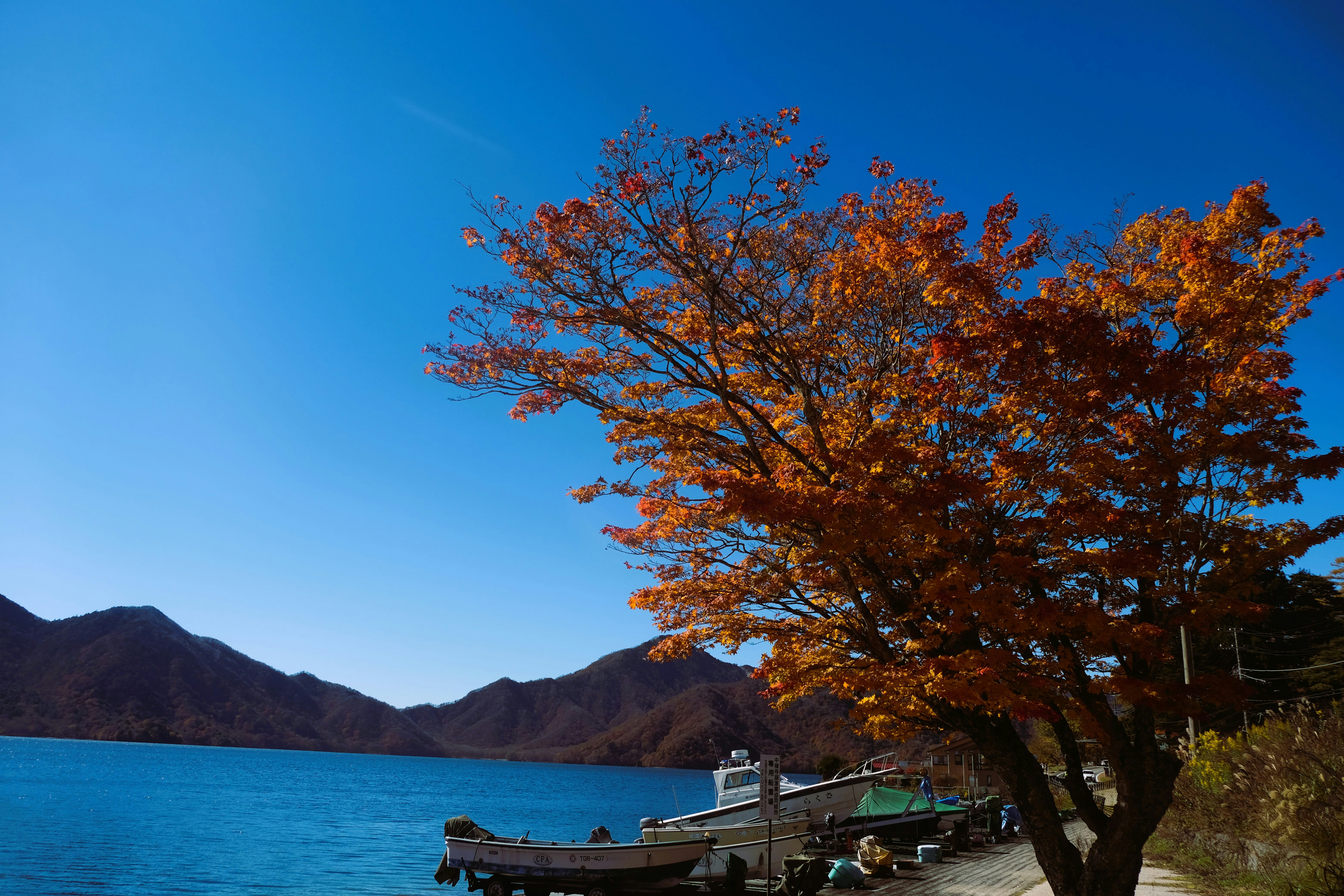A boat parked next to a tree near a body of water