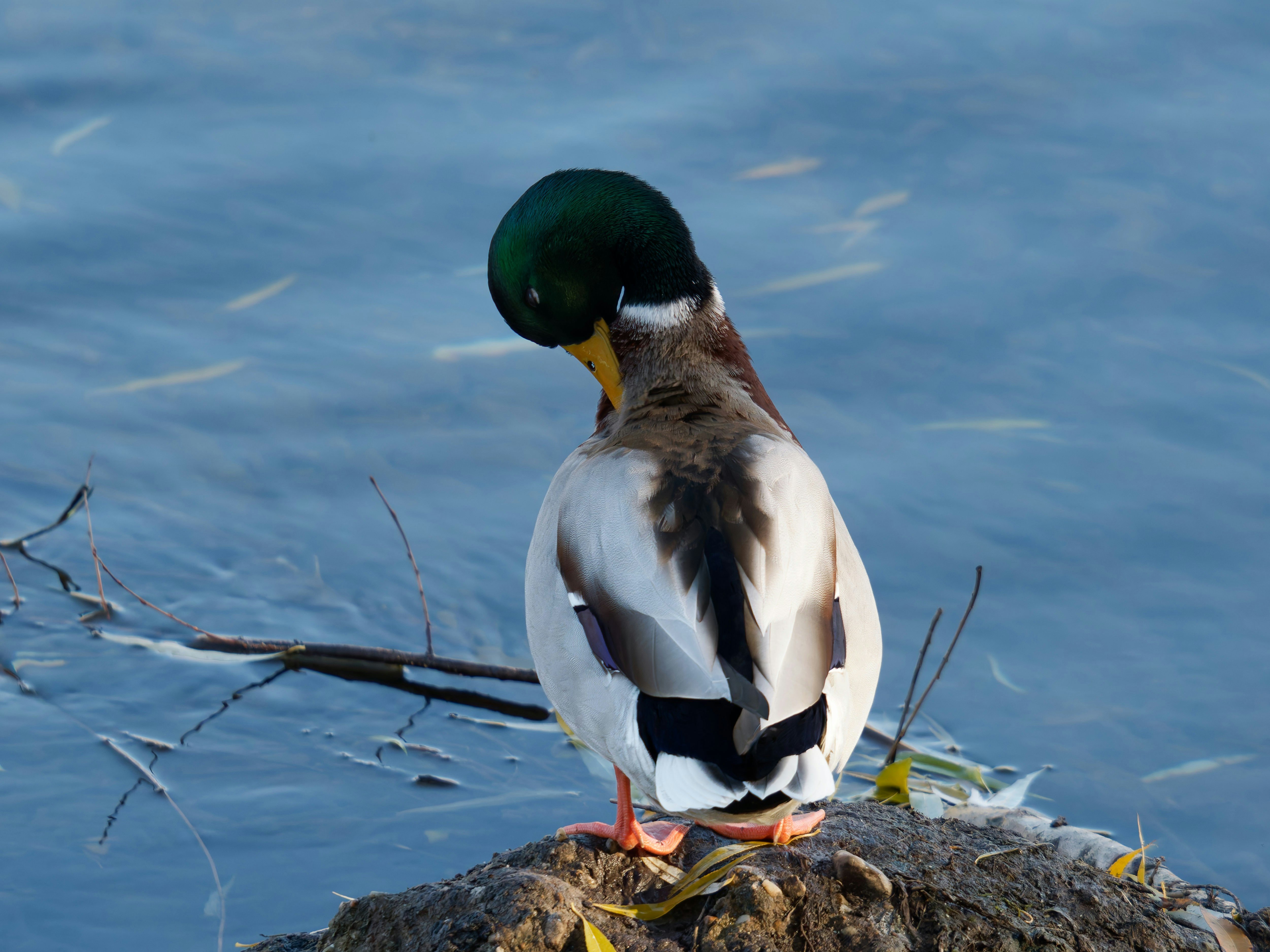Contemplative Mallard Perched on a Weathered Rock by Quiet Blue Water