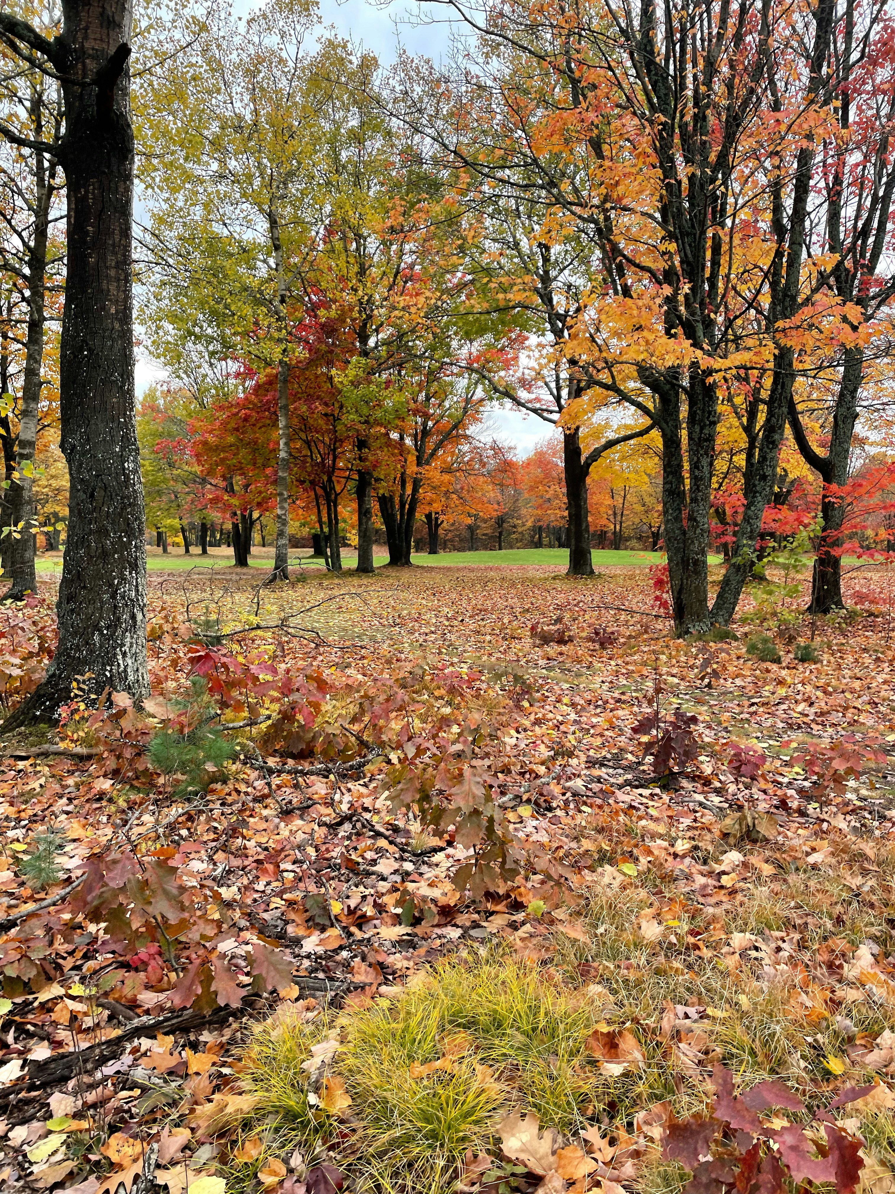 Autumn's Embrace: A Tapestry of Color