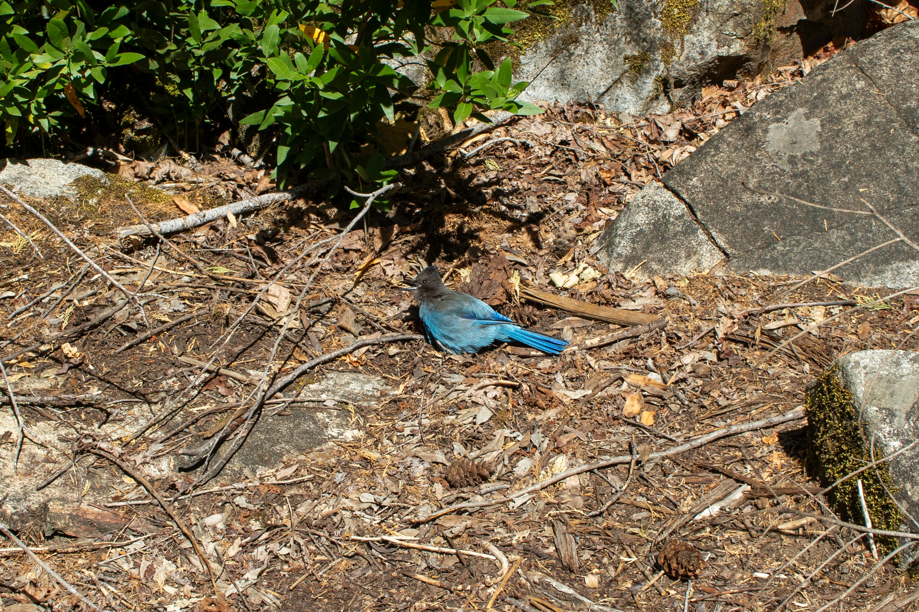 Azure Warbler Among Sunlit Twigs and Pebbles