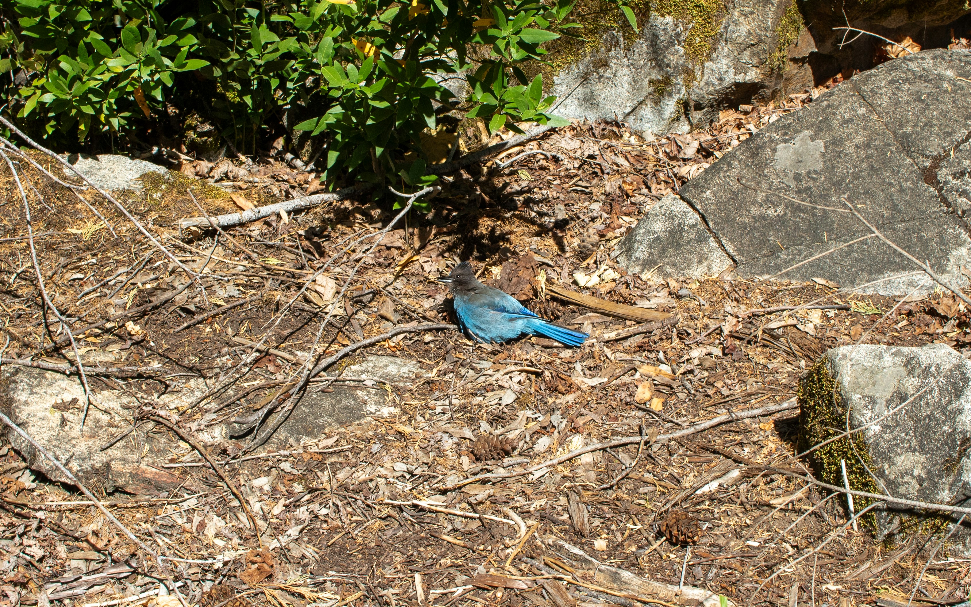 Azure Moment on Gravel: a lone blue bird amid pine needles and stones