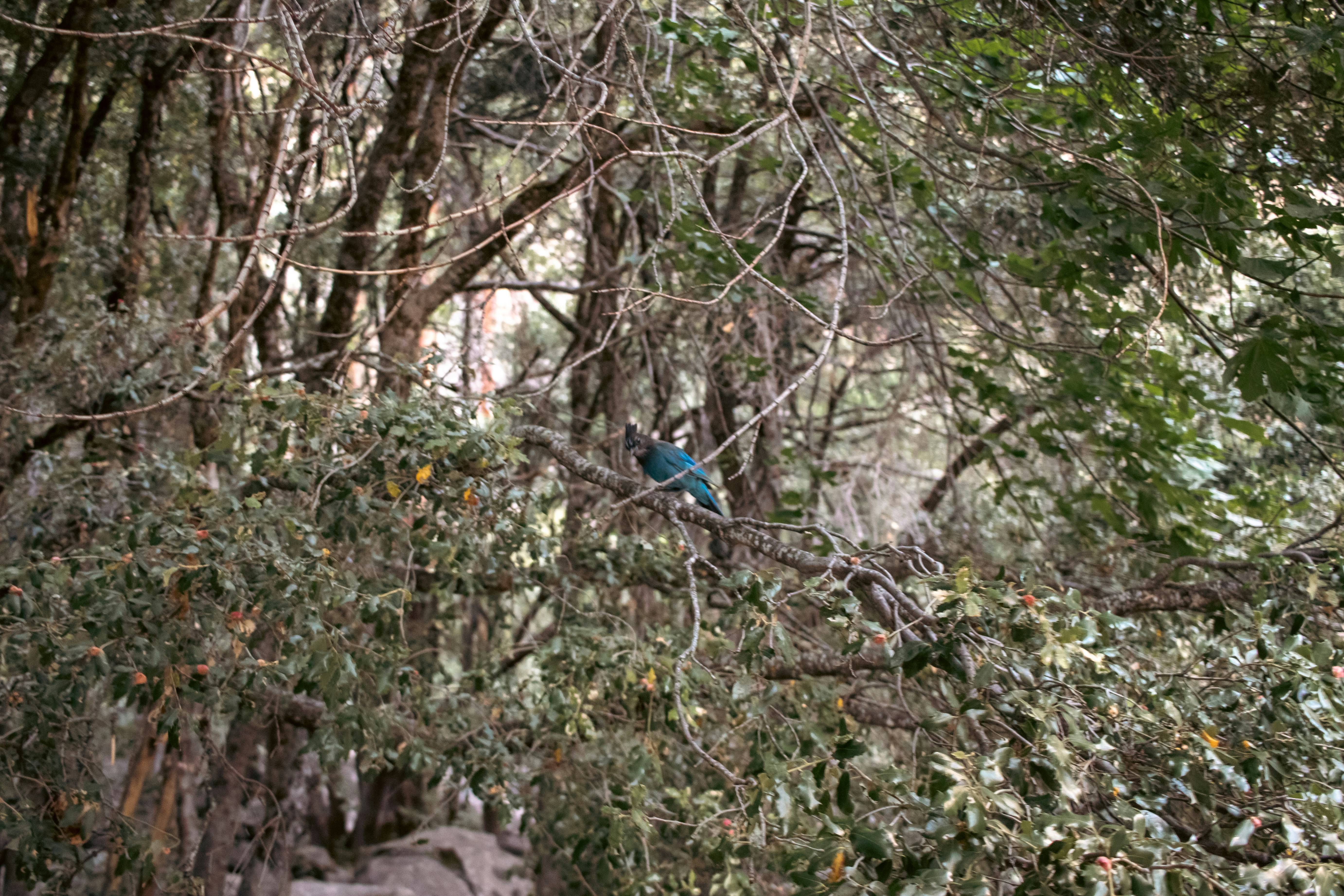 Blue Kingfisher in a labyrinth of leaves