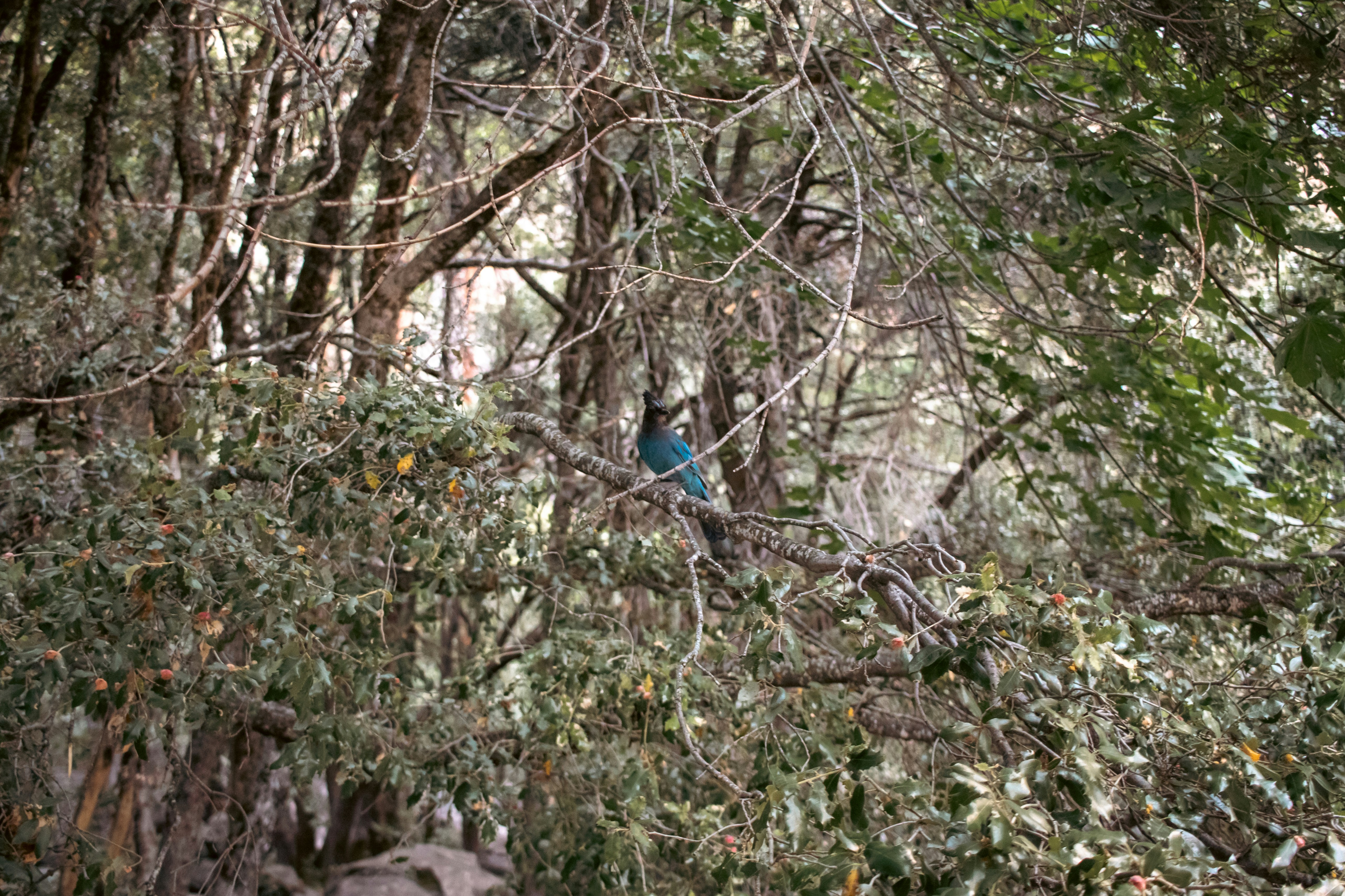 A blue bird sitting on a tree branch in a forest photo – Free Yosemite ...