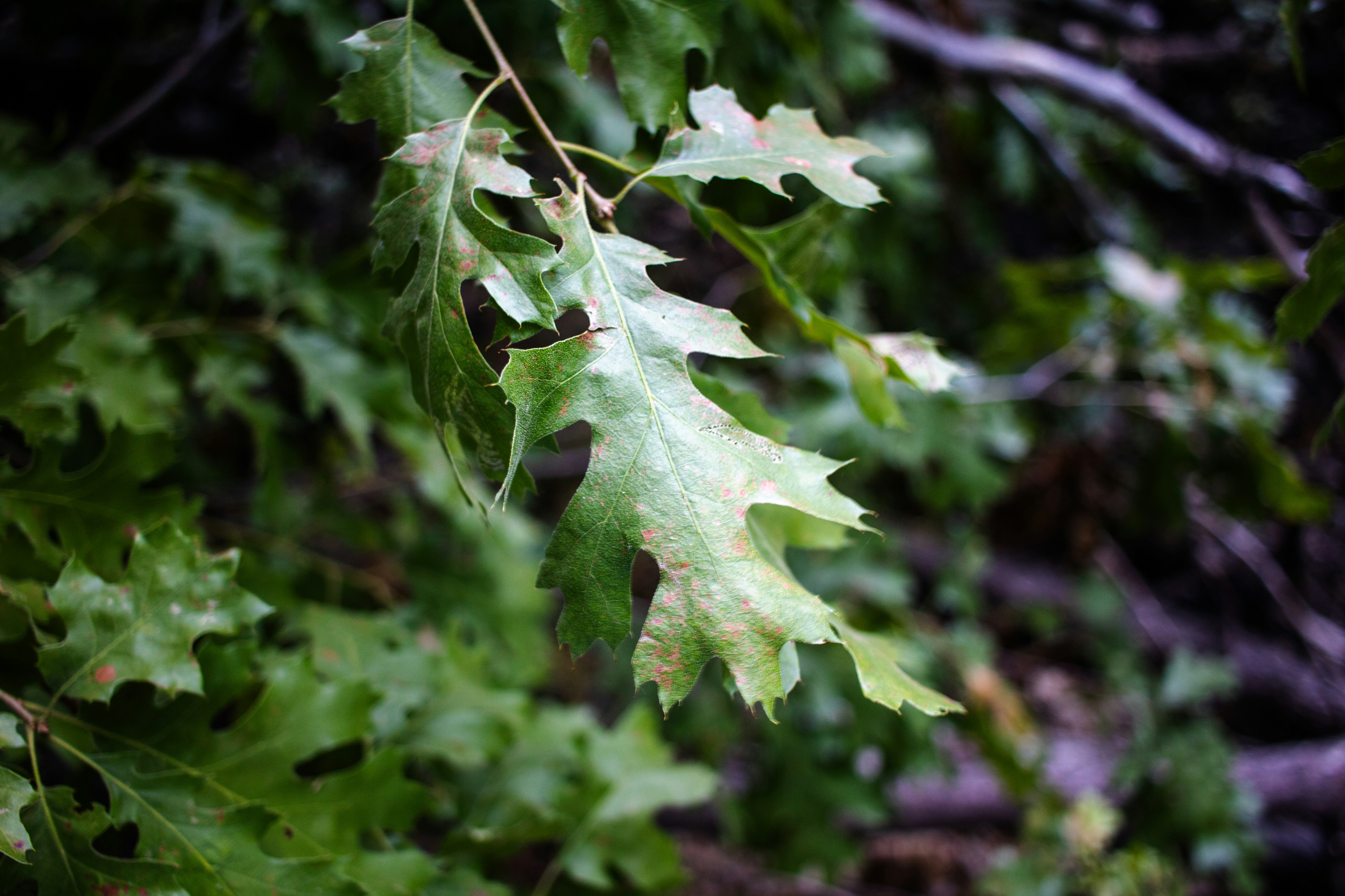 A close up of a leaf on a tree photo – Free Olmsted point Image on Unsplash