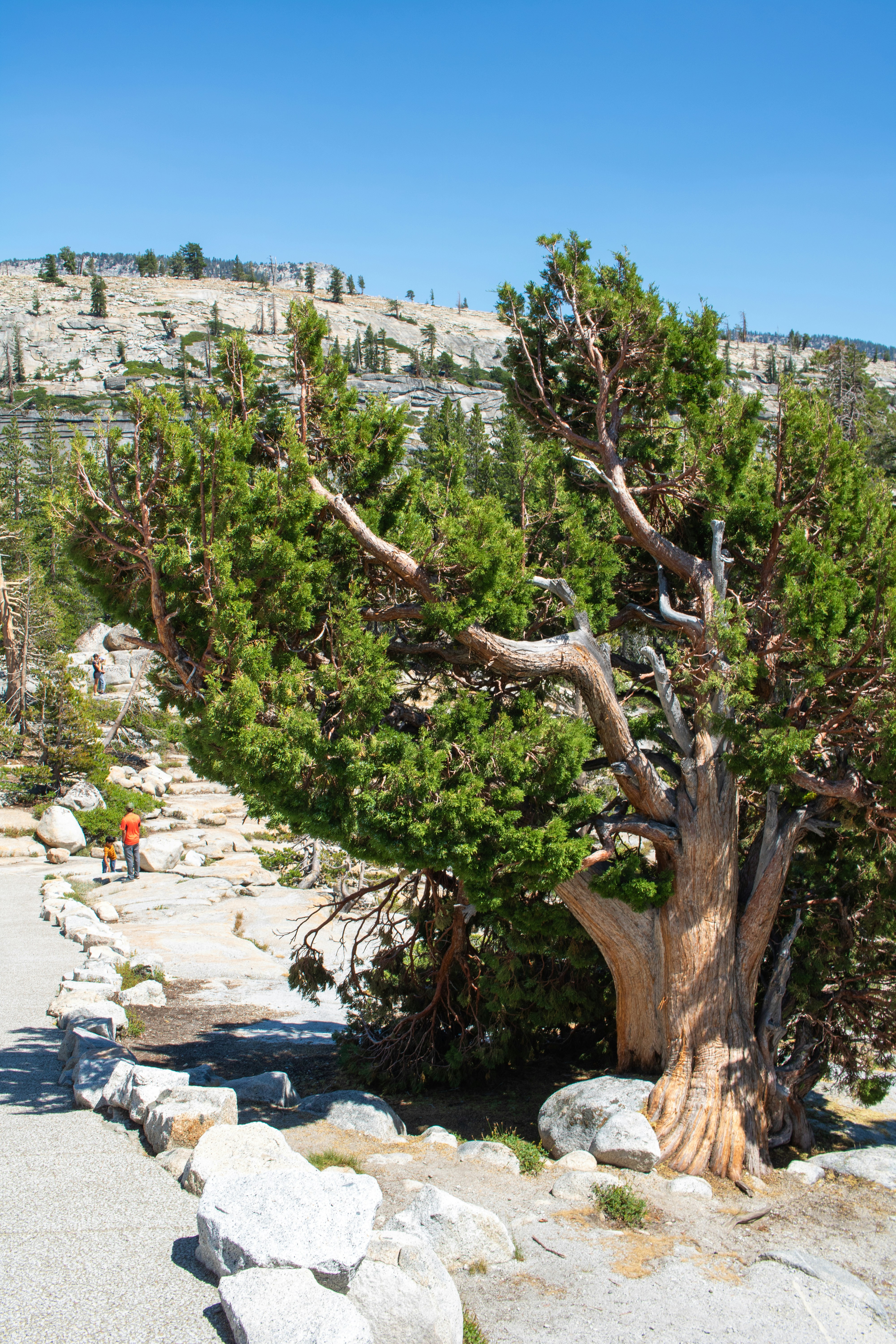 Ancient Pine Sentinel Overlooking a Rocky Path
