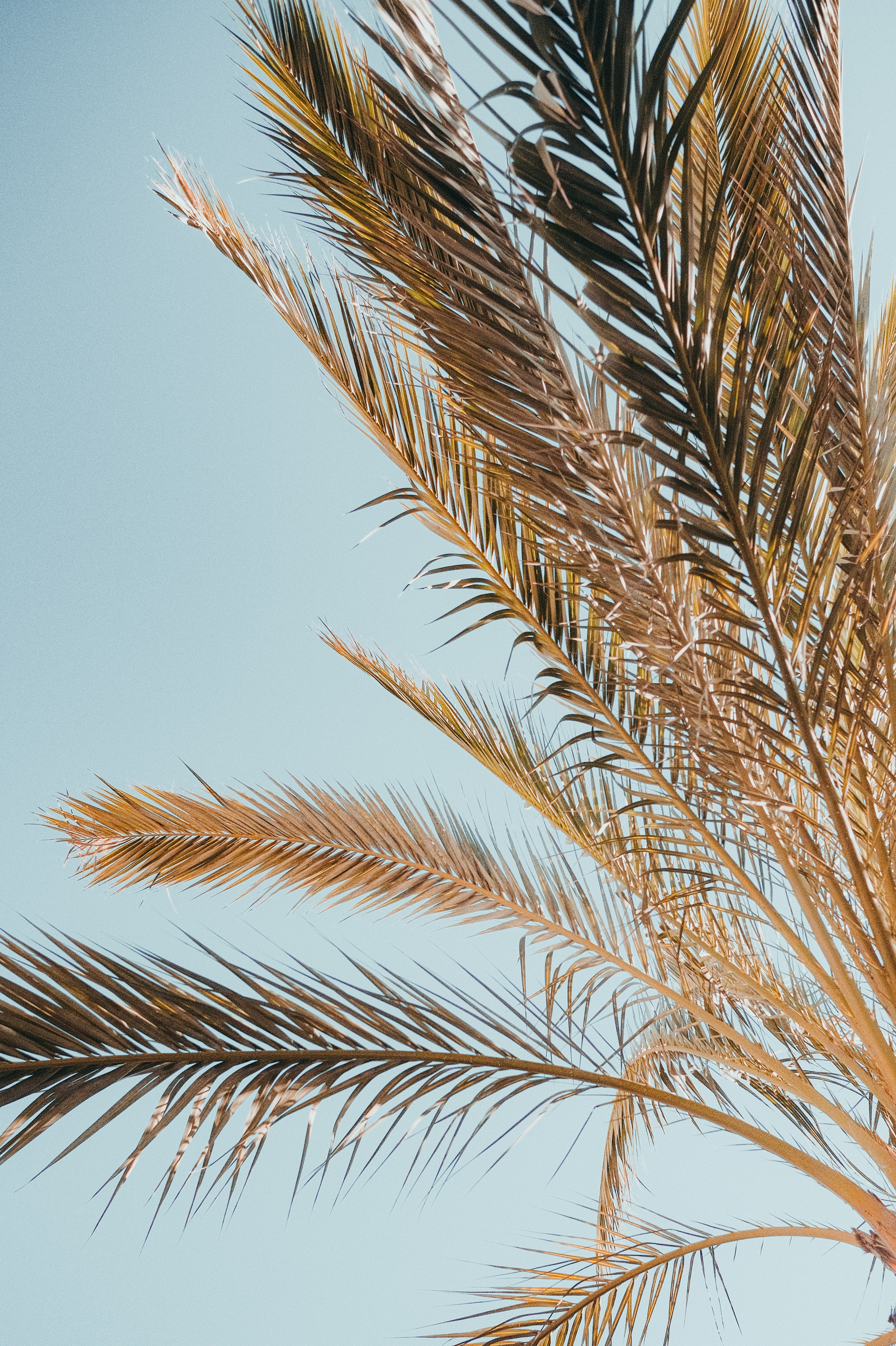 Palm fronds silhouetted against a clear blue sky, highlighted by warm sunlight creating a peaceful tropical vibe.