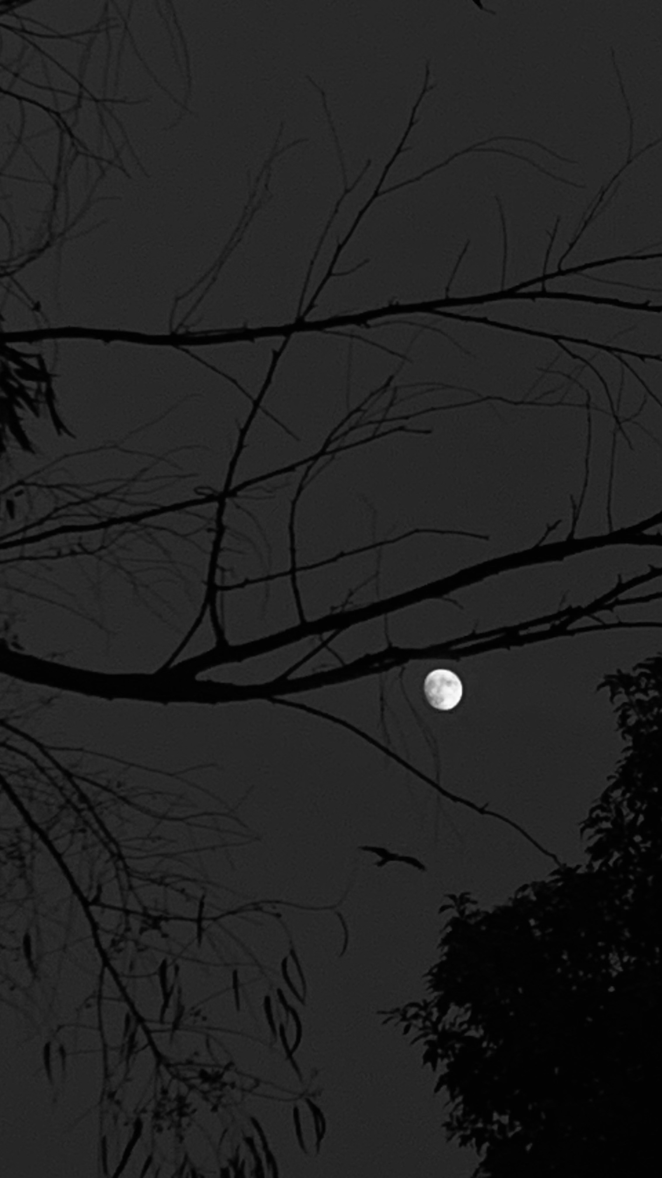 Moonlit Silhouette: Branches Framing a Quiet Night