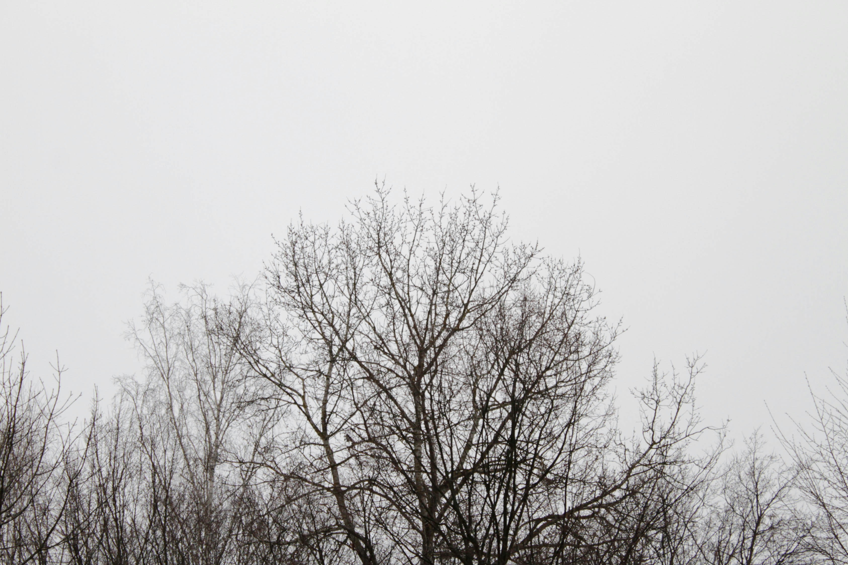 A group of trees with no leaves on them photo – Free Kyiv Image on Unsplash