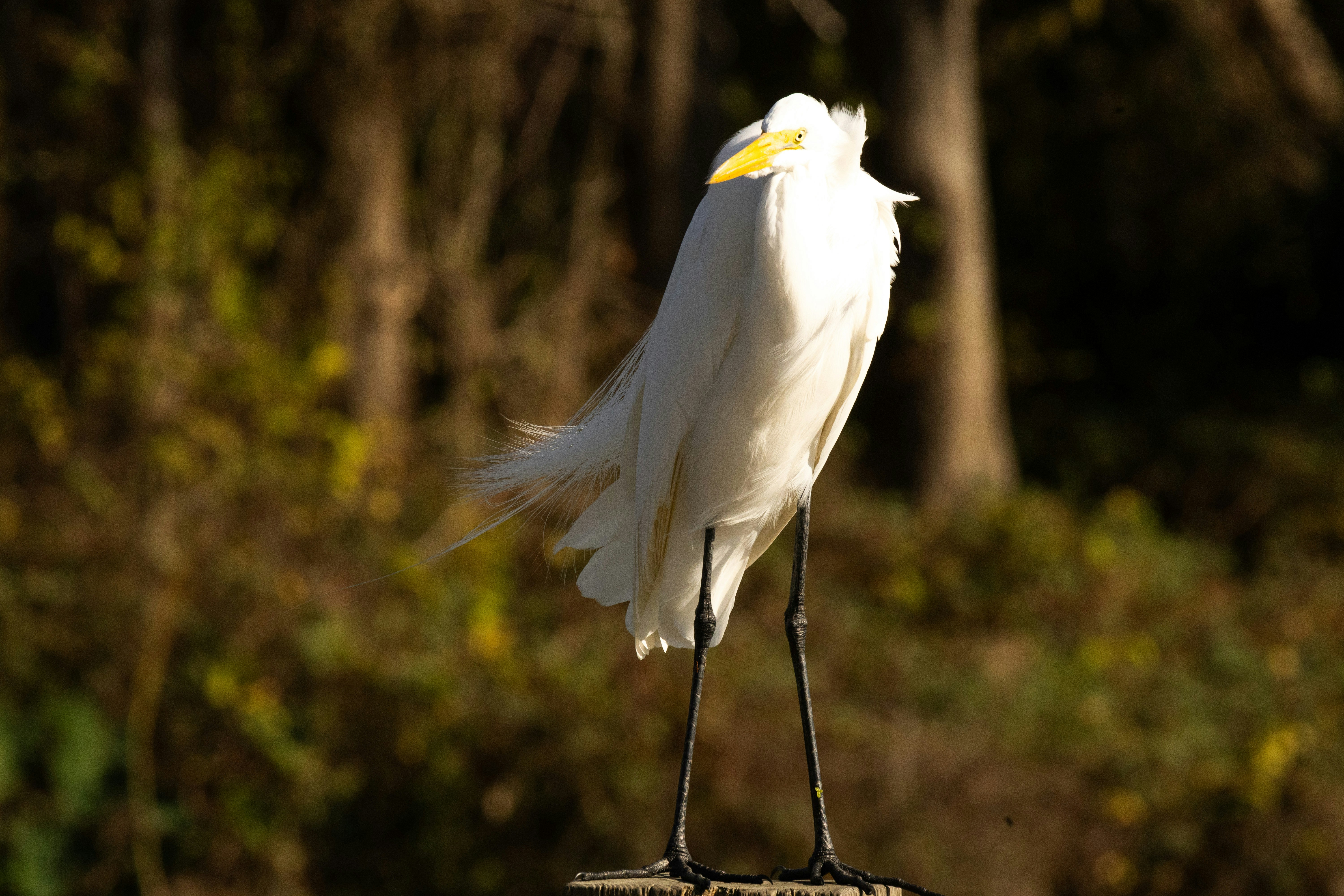 A white bird with a yellow beak standing on a piece of wood photo ...