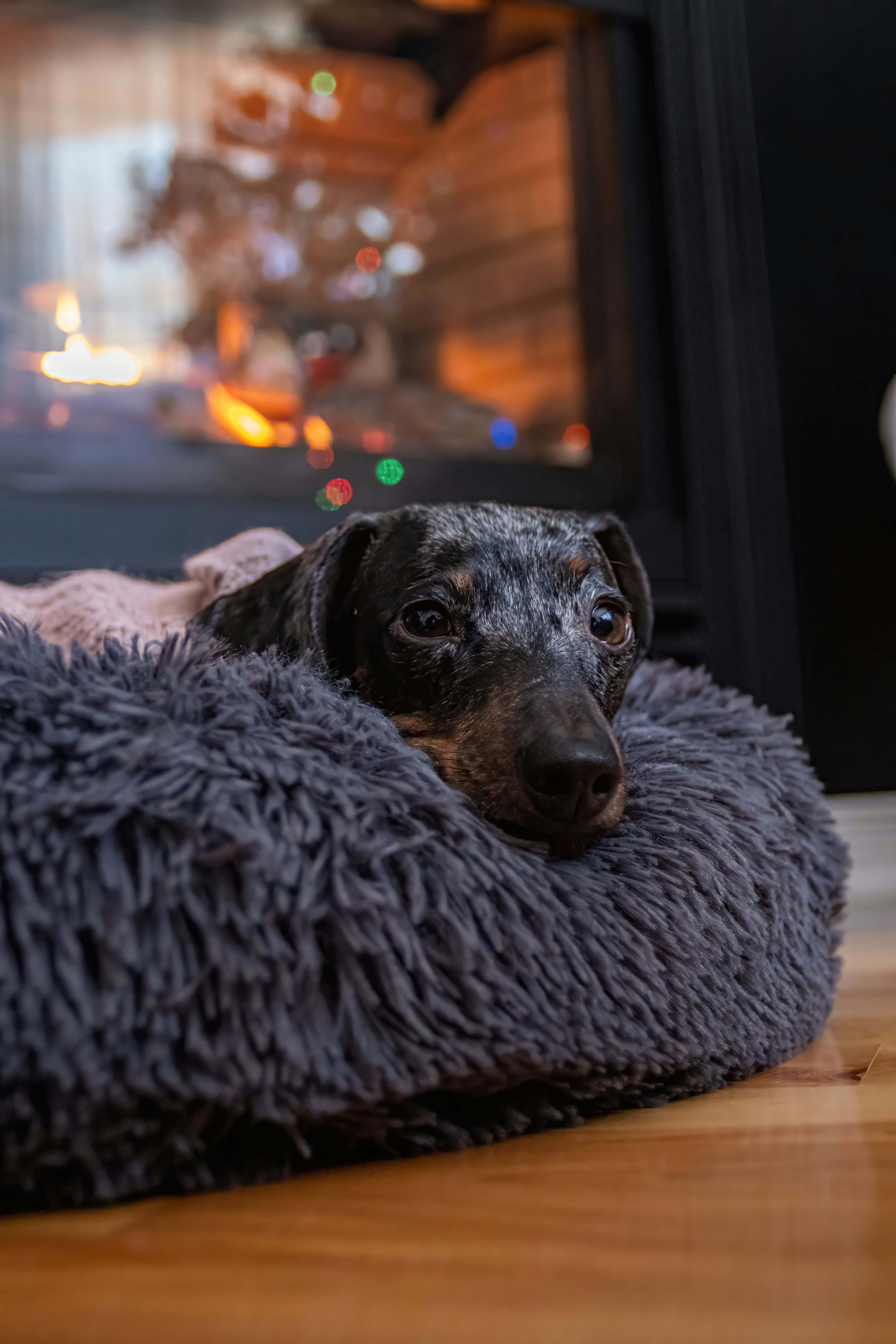 Hearthside Doze: A Dachshund Resting in Plush Gray Bed by Firelight