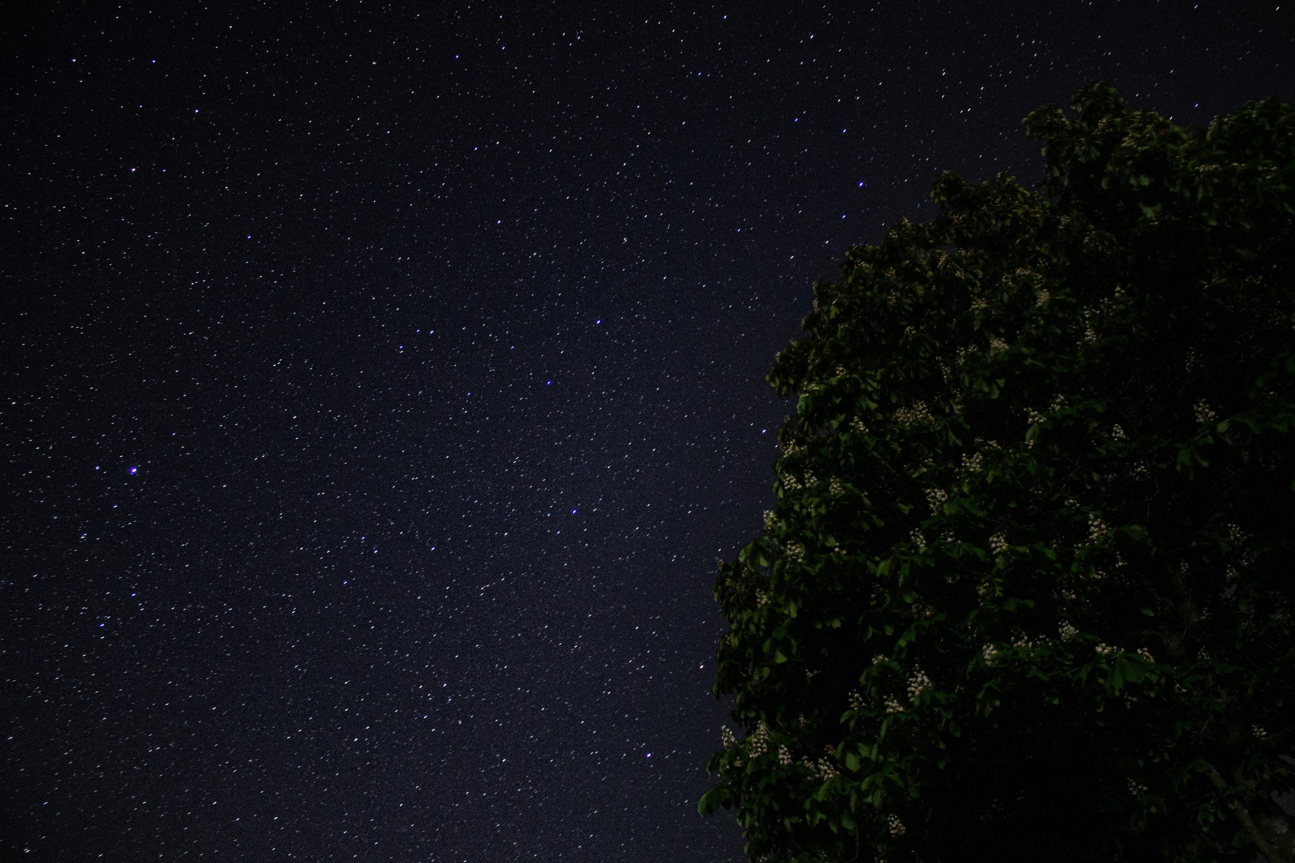 A tree and a street light at night photo – Free Night Image on Unsplash