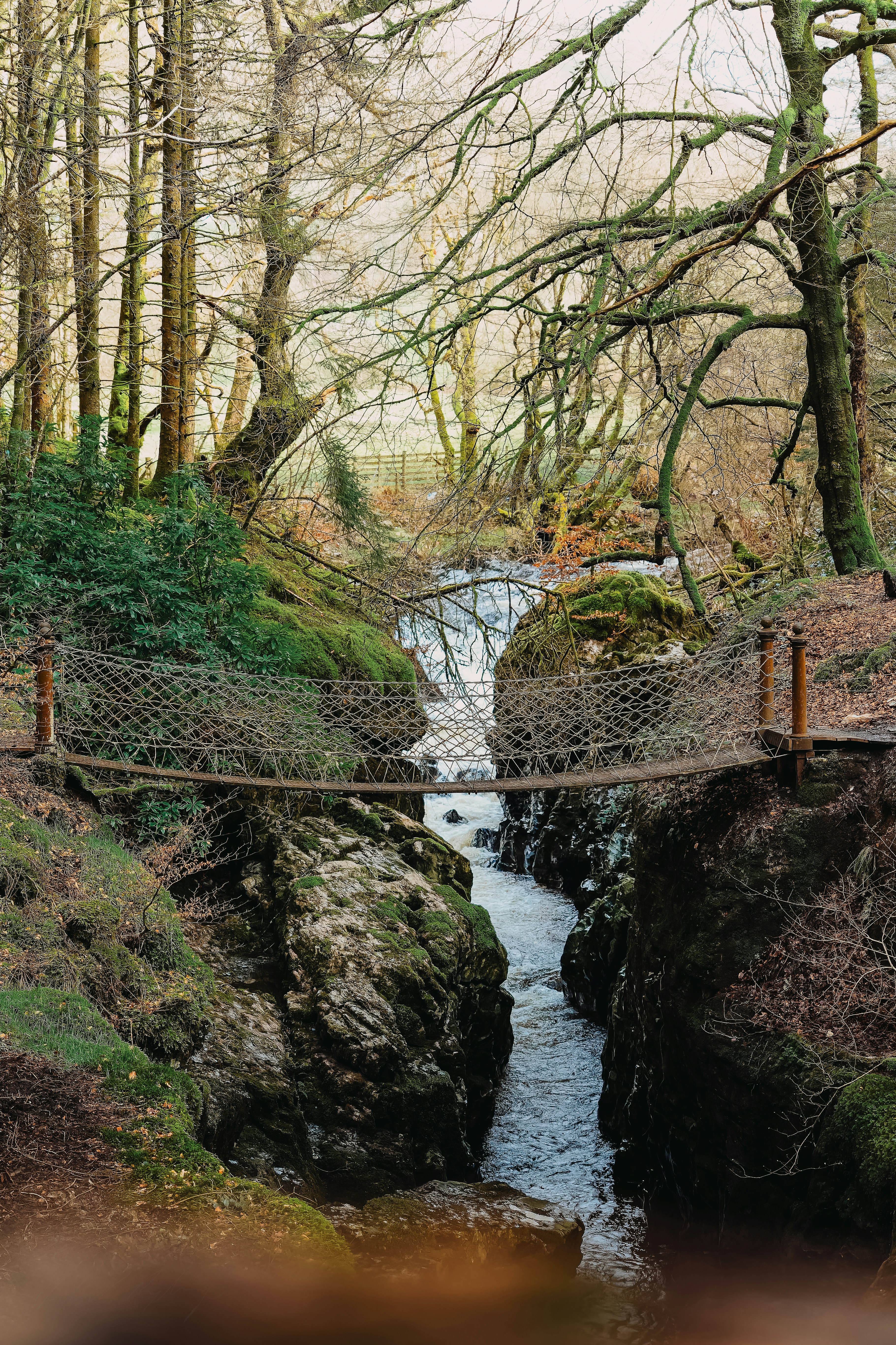 A rustic suspension bridge spans a serene stream, framed by lush greenery and ancient trees in a tranquil forest setting.