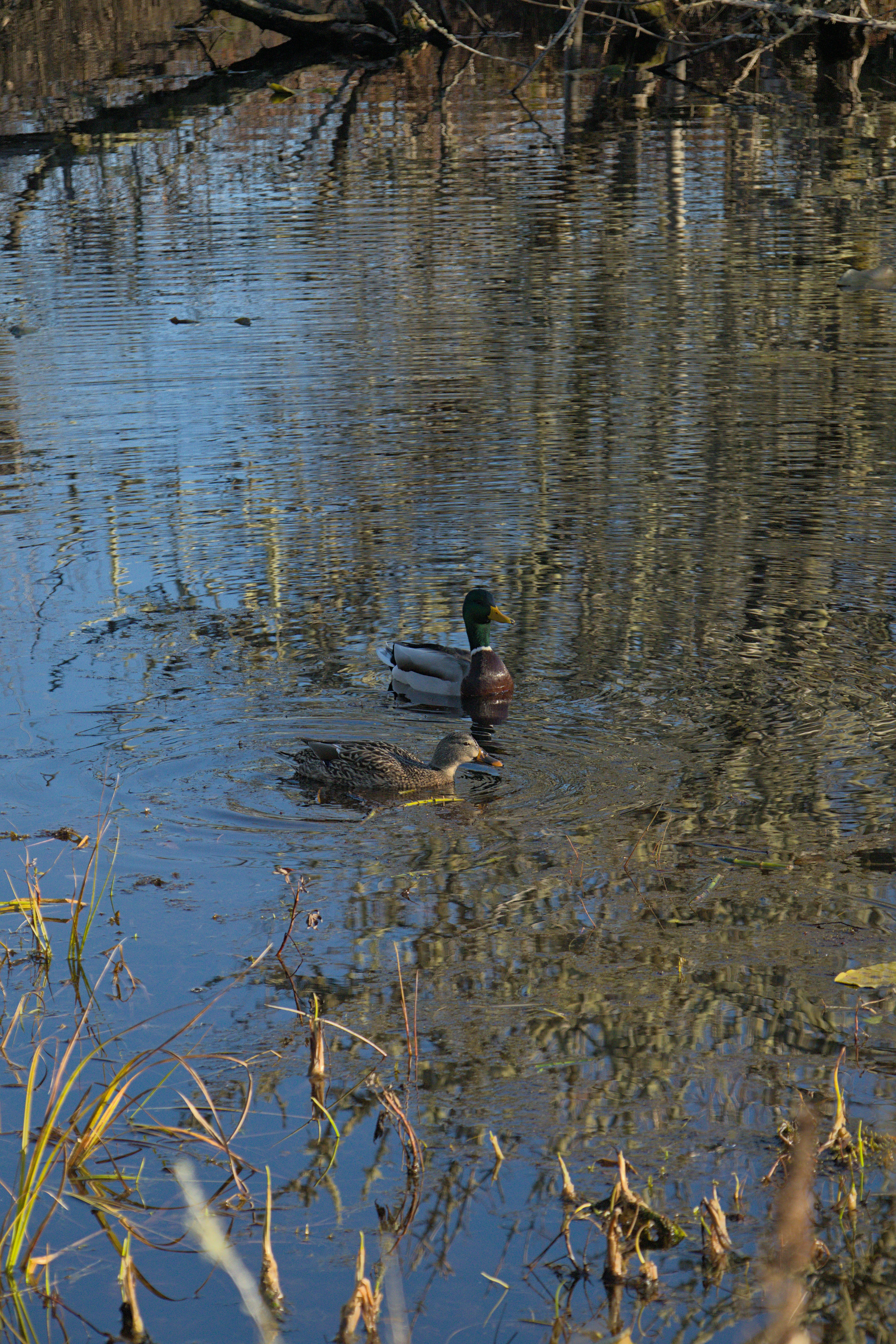 Mirror-Pond Mallards: A Pair Gliding Through Reeds and Reflections