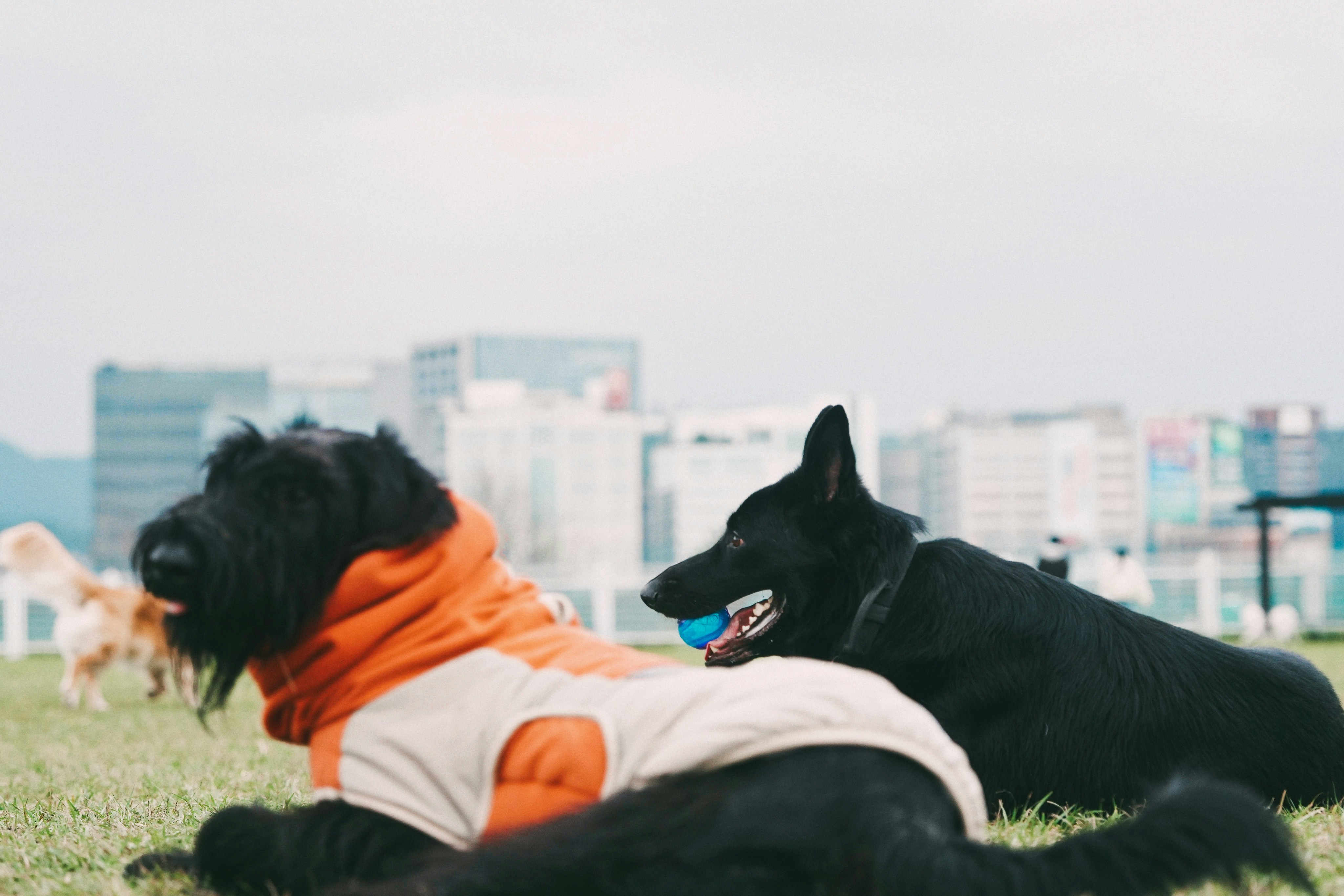 A Giant Schnauzer in a bright orange hoodie resting beside a black German Shepherd with a blue ball, enjoying a sunny day in an urban park.