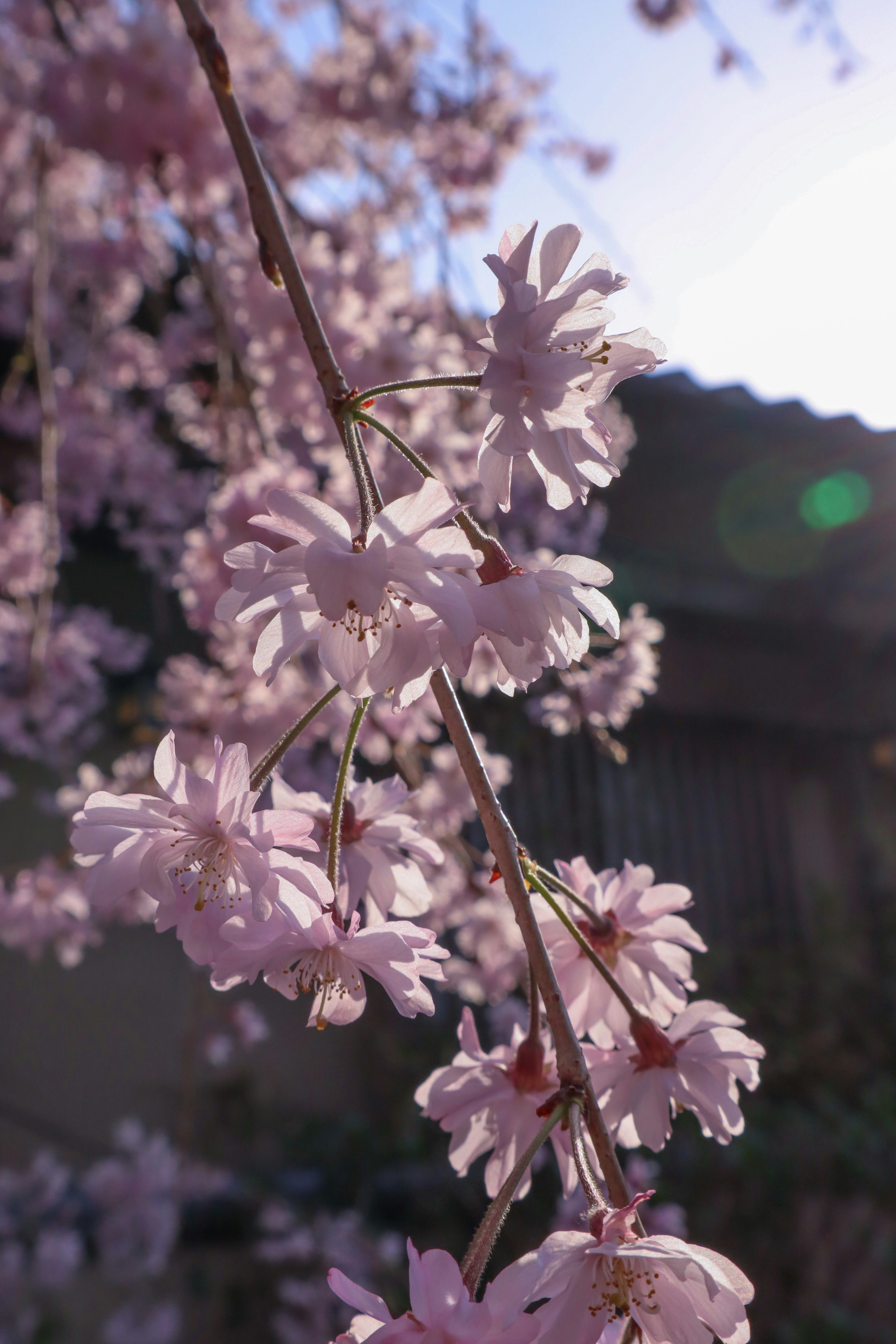 Sunlit Sakura: A Diagonal Cascade of Pink Blossoms