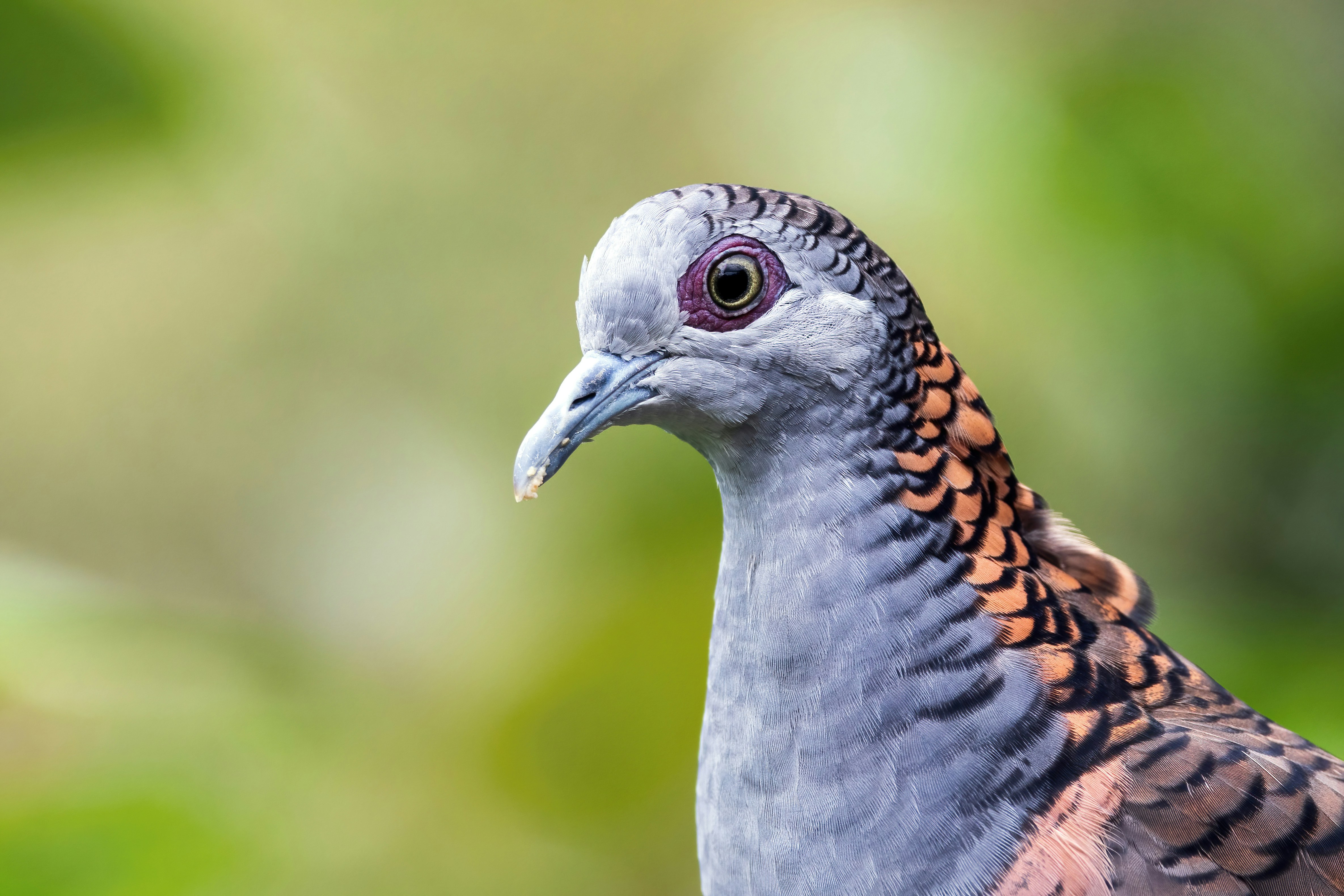 A close up of a bird with a blurry background photo – Free Bird Image ...