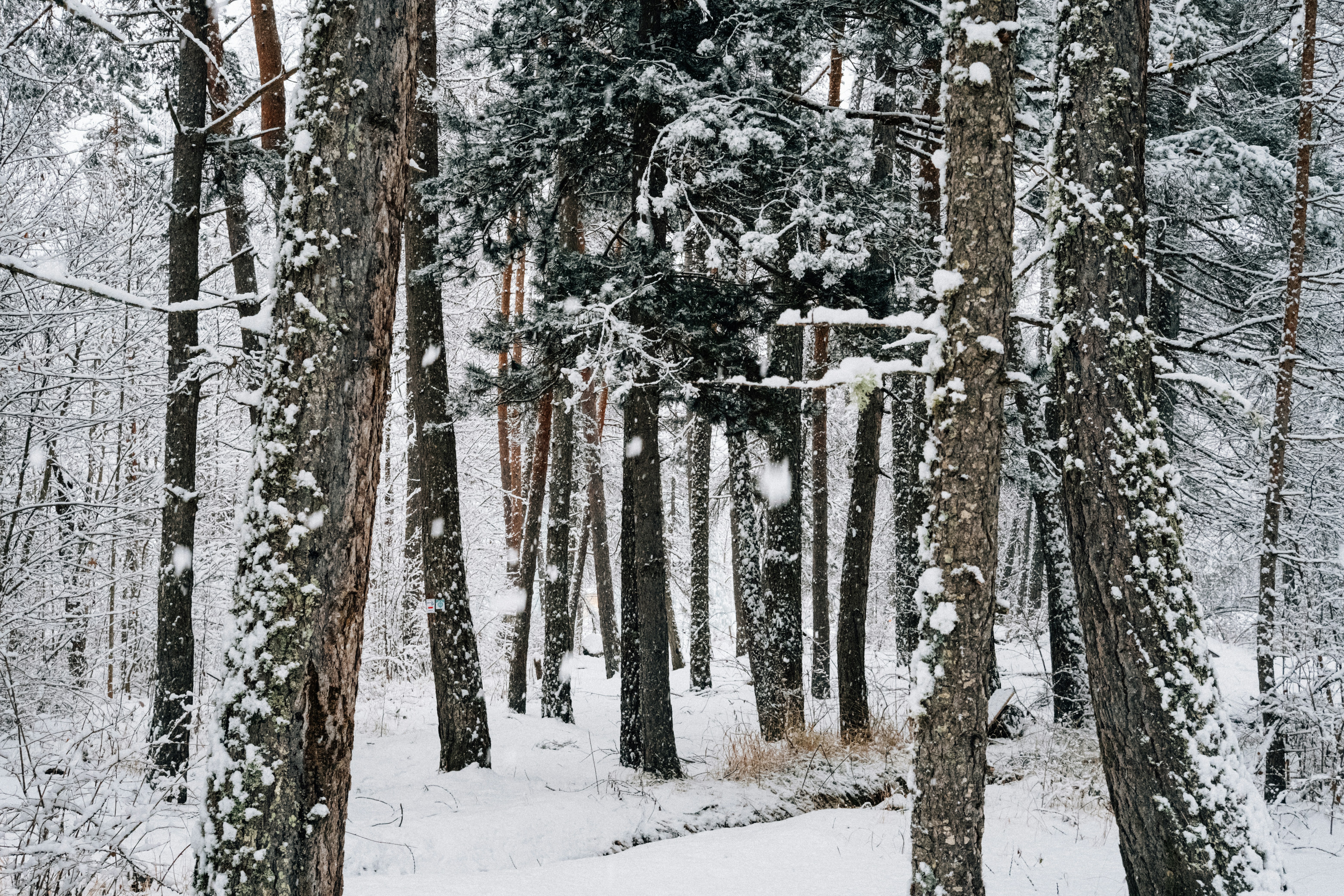 Ambiance d'hiver dans une forêt des Hautes-Alpes.