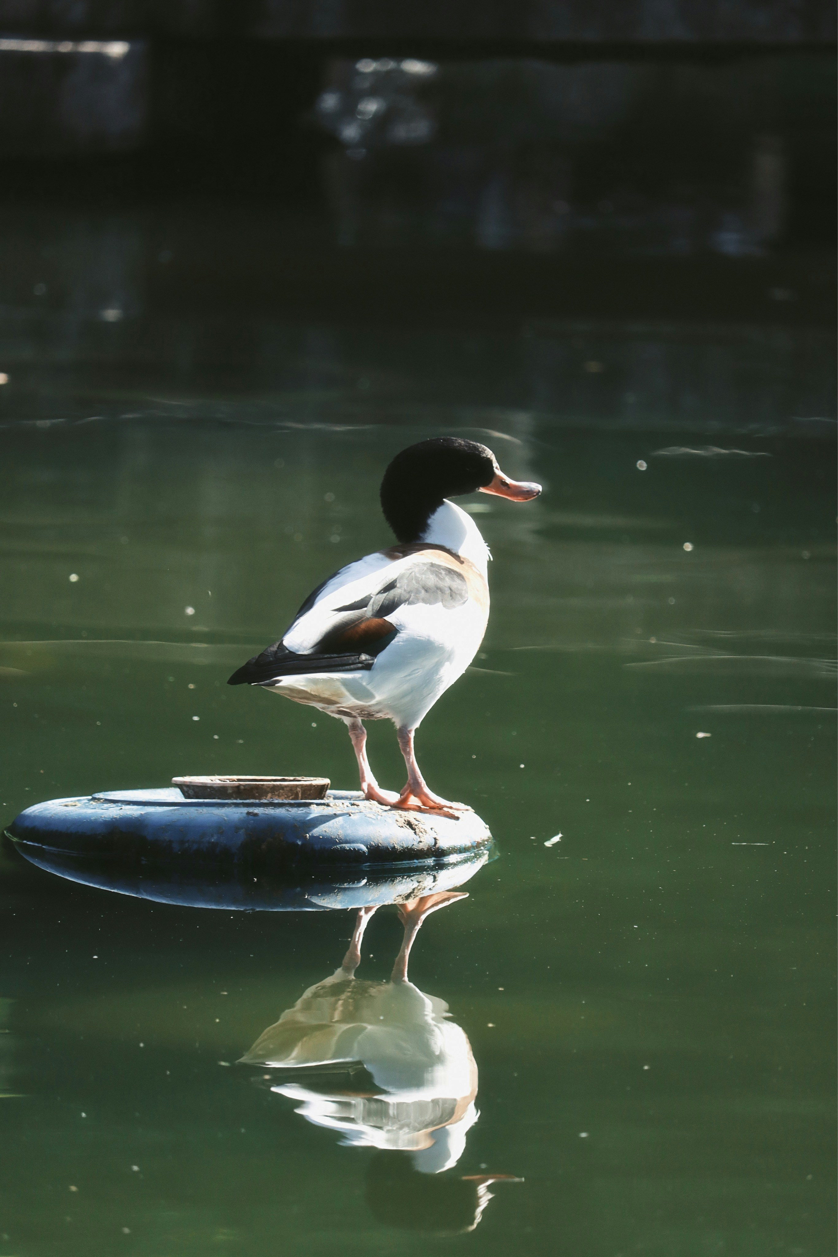 Mallard on a Weathered Float: A Quiet Moment on a Reflective Pond