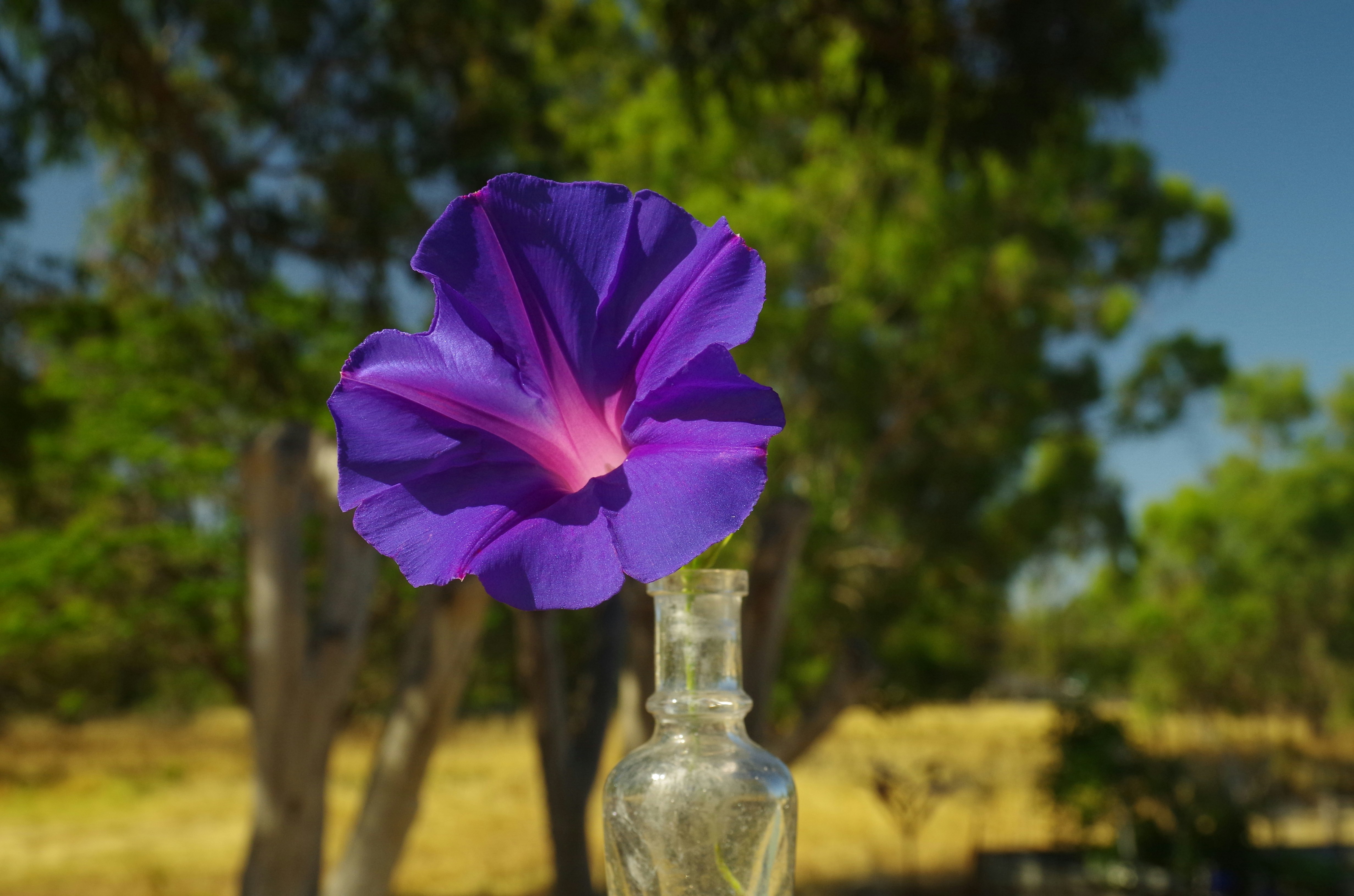 Purple Morning Glory Rising Above Glass in a Sunlit Garden