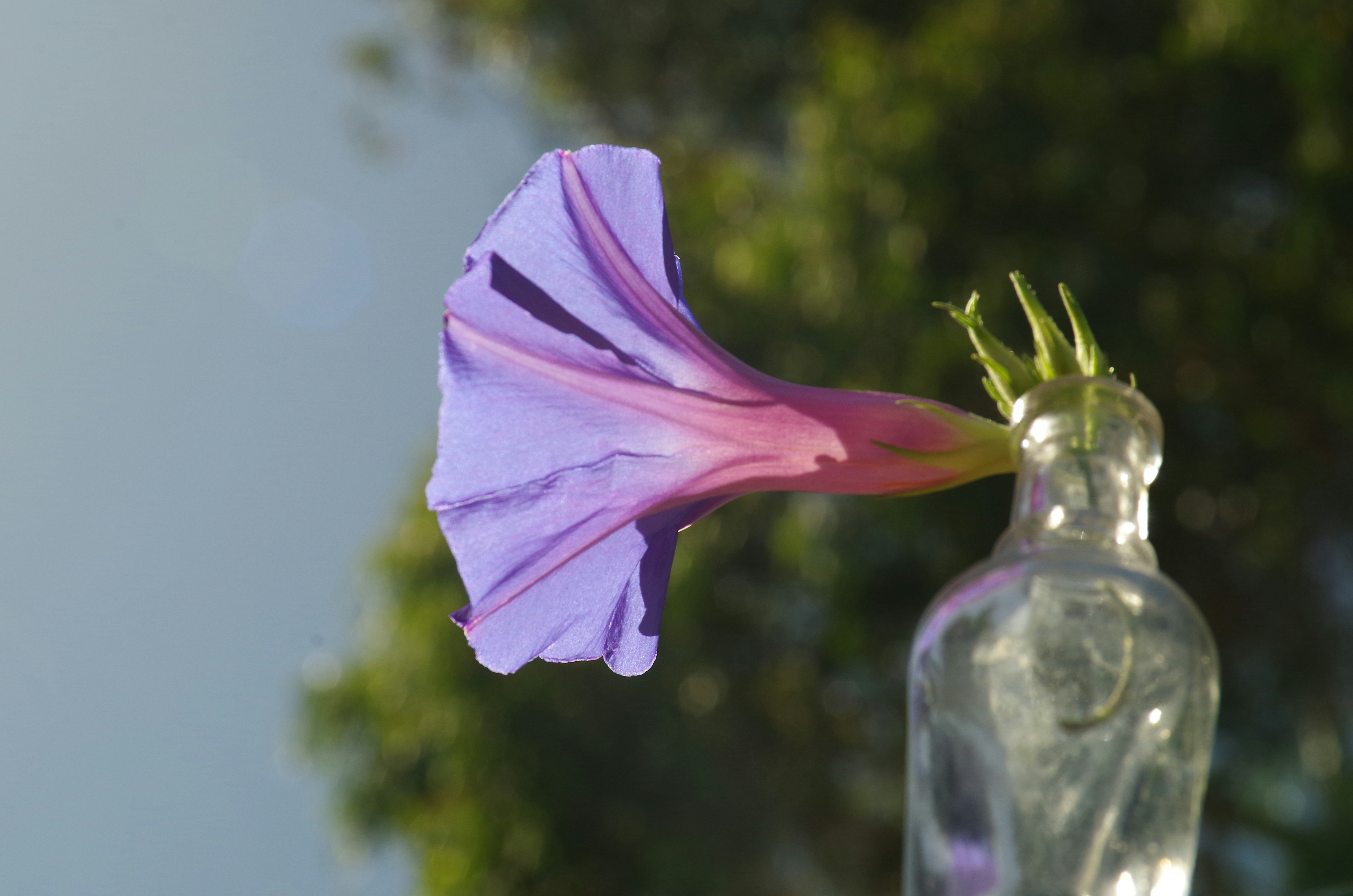 Violet trumpet unfurls from a glass bottle in sunlit still-life