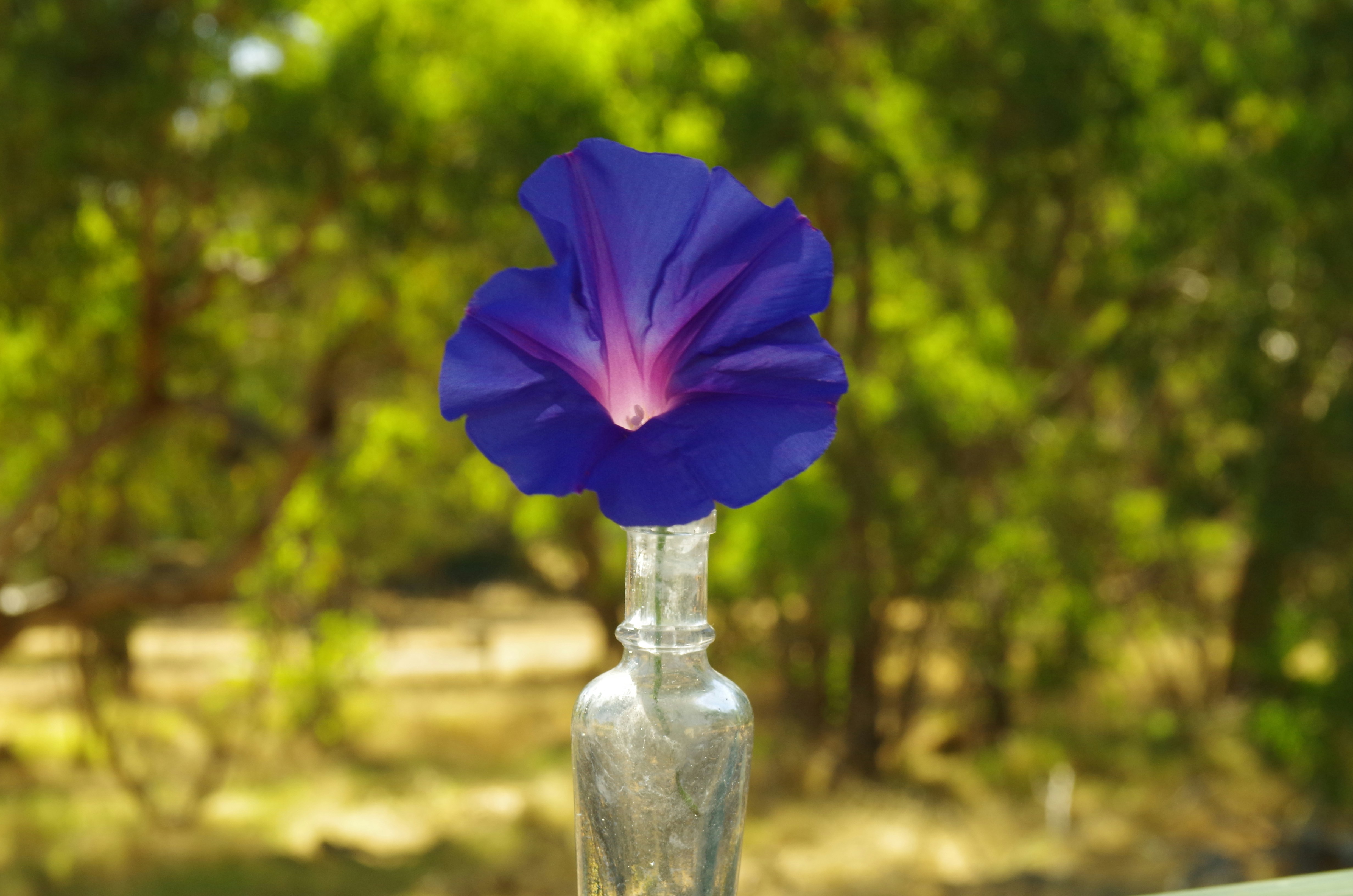 Blue Morning Glory in a Glass Vessel: a sunlit still-life on a railing