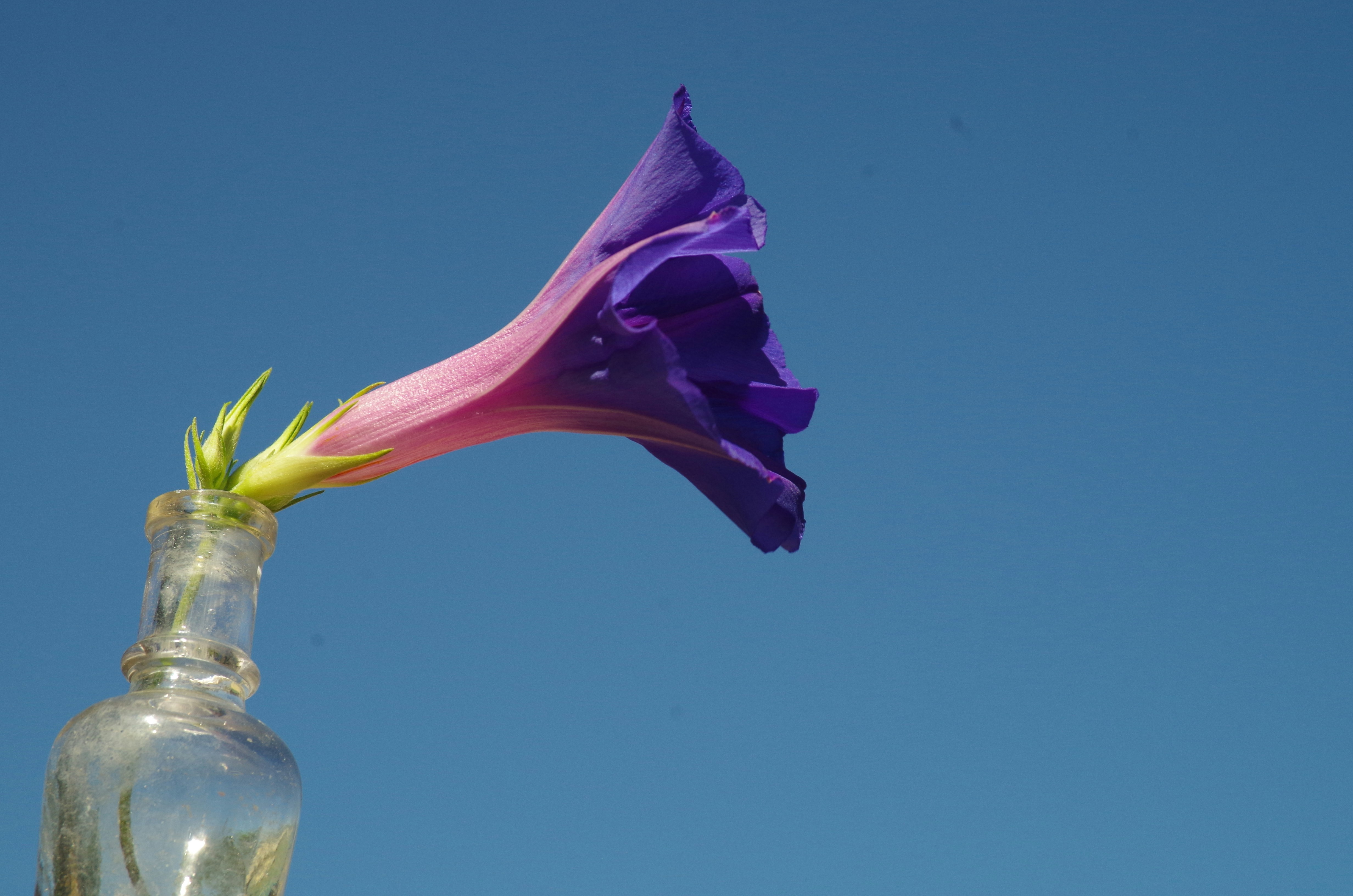 Purple bloom emerging from a glass vial against a clear blue sky
