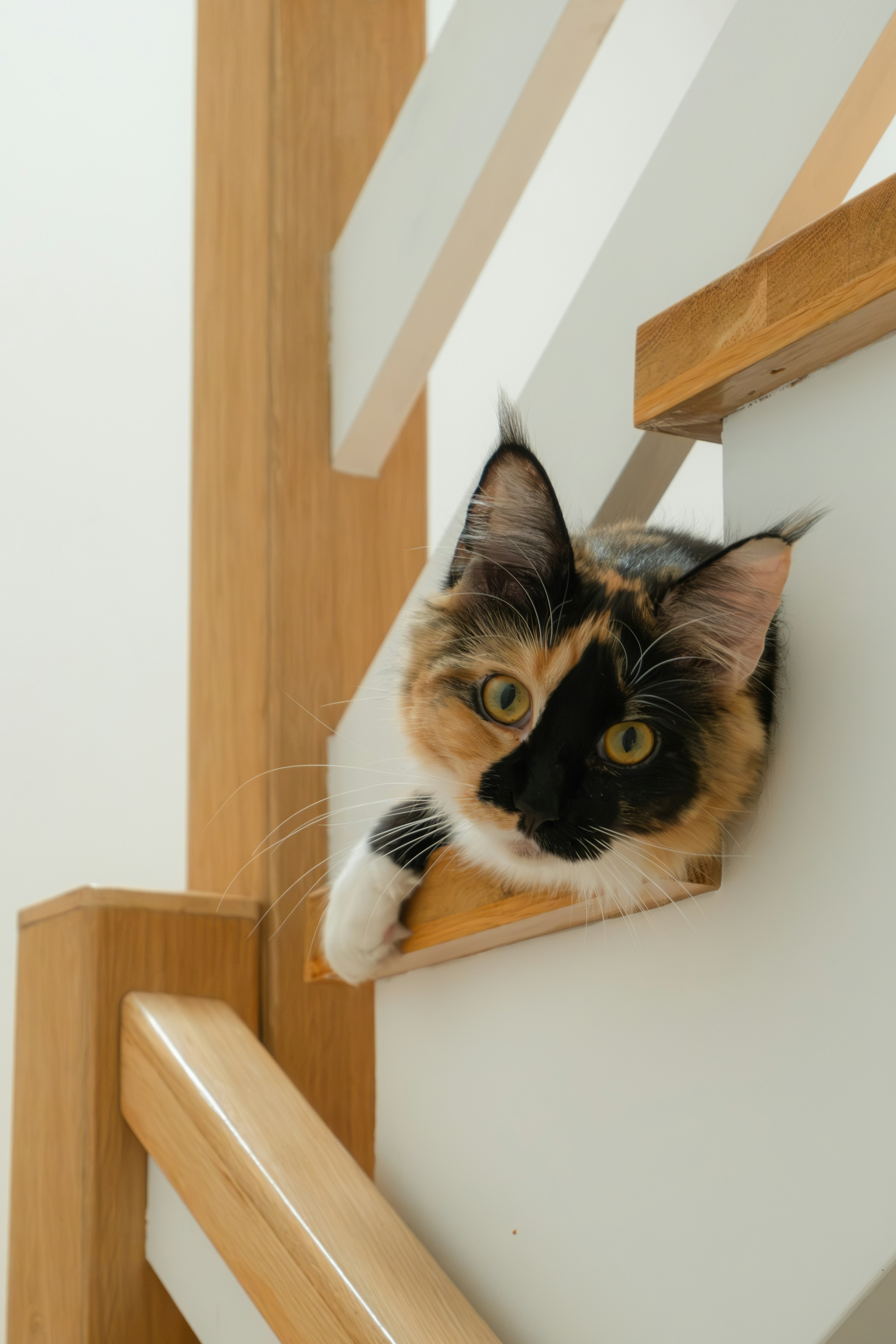 A calico cat sitting on top of a wooden banister photo – Free Wood ...