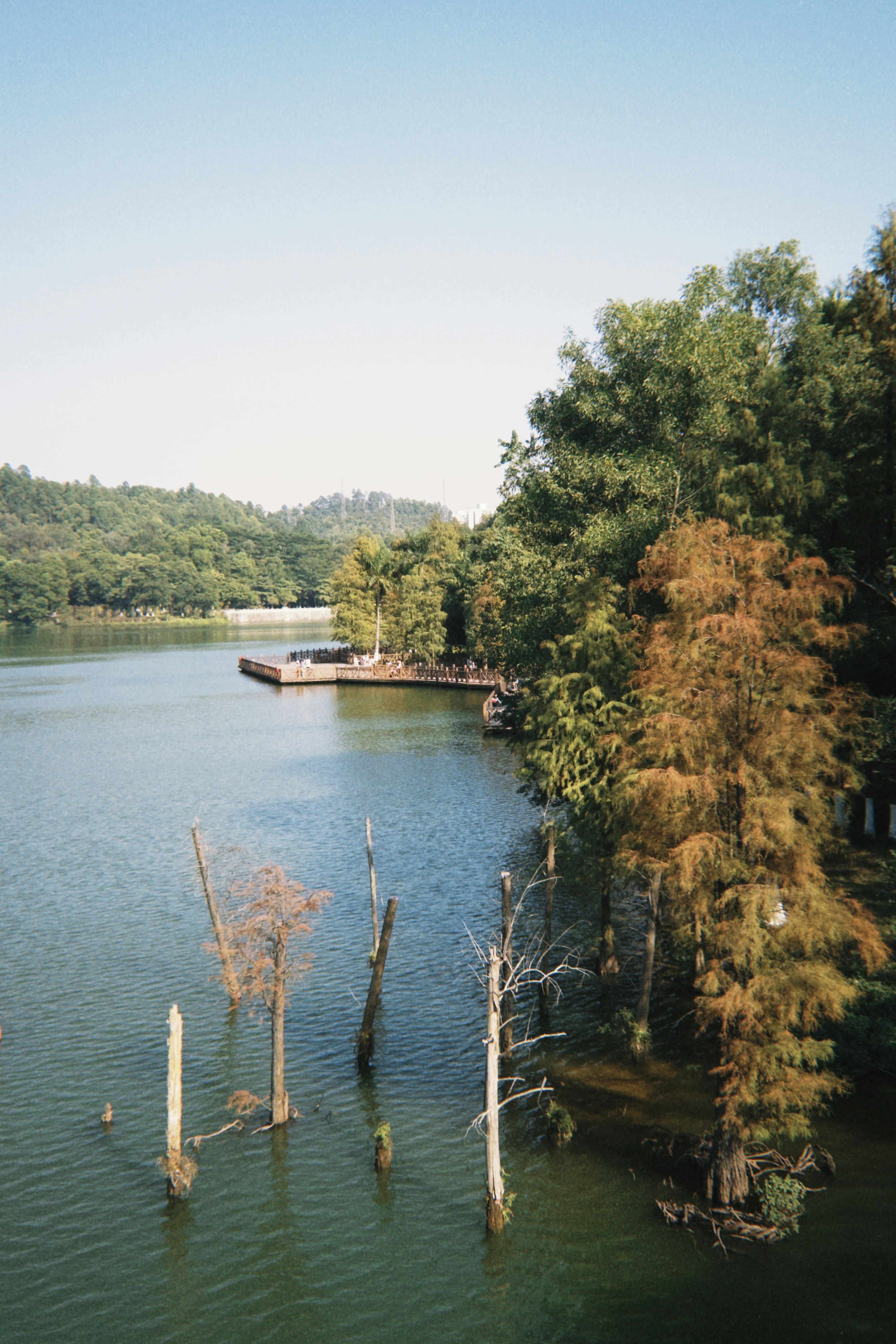 Lakeside Pier Framed by Autumn-Tinted Trees and Submerged Stumps
