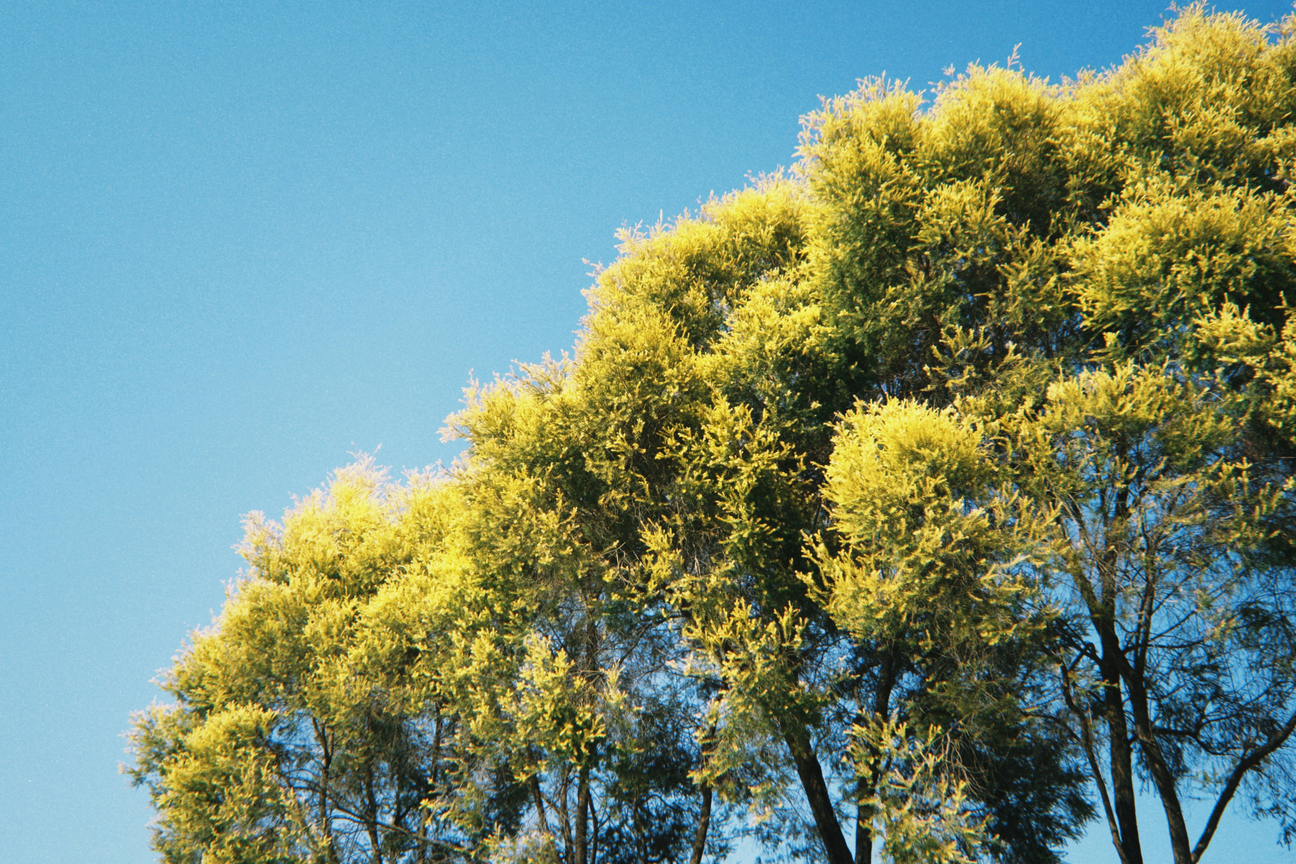 A group of trees that are next to each other photo – Free Vegetation ...