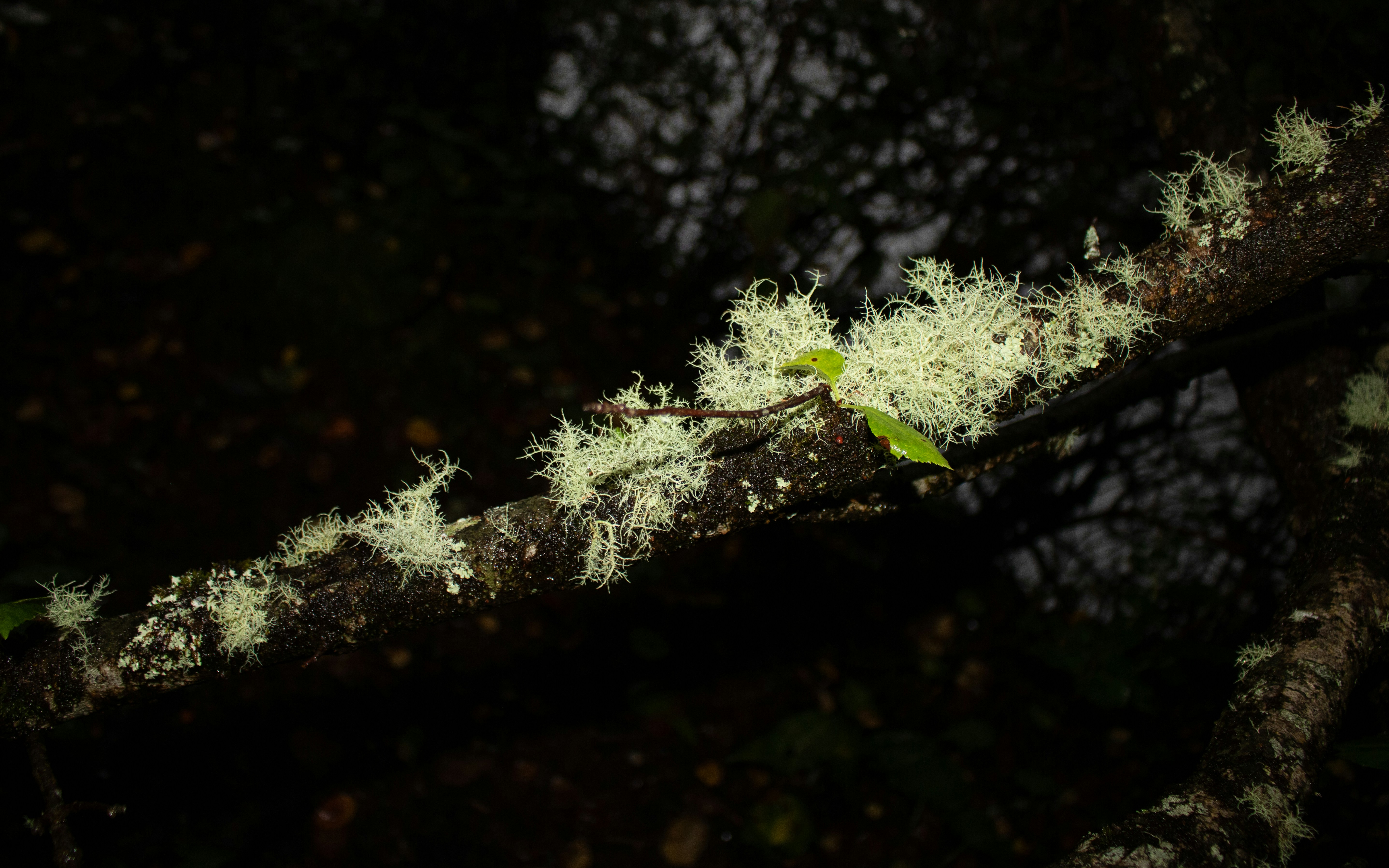 Usnea barbata, commonly known as beard lichen, is a fruticose lichen that thrives in cool, moist forests across the globe. Hanging in long, thread-like strands from tree branches, this lichen resembles a delicate green-gray beard. It is an indicator of clean air quality, as it grows only in unpolluted environments. Known for its antimicrobial properties, Usnea has been historically used in traditional medicine. Its unique appearance and ecological significance make it a fascinating subject for nature photography and study.