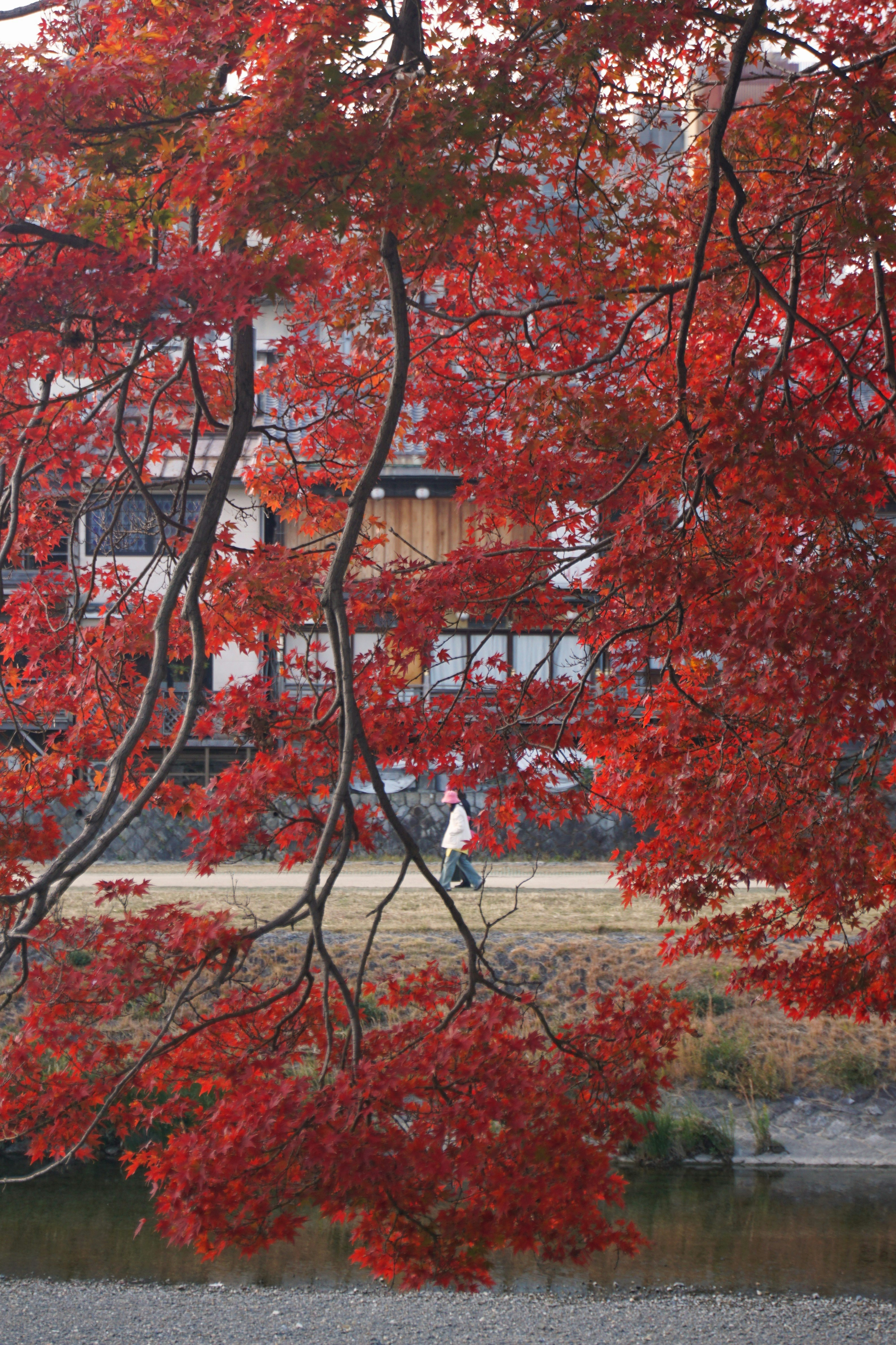 Crimson Canopy Framing a Riverside Stroll