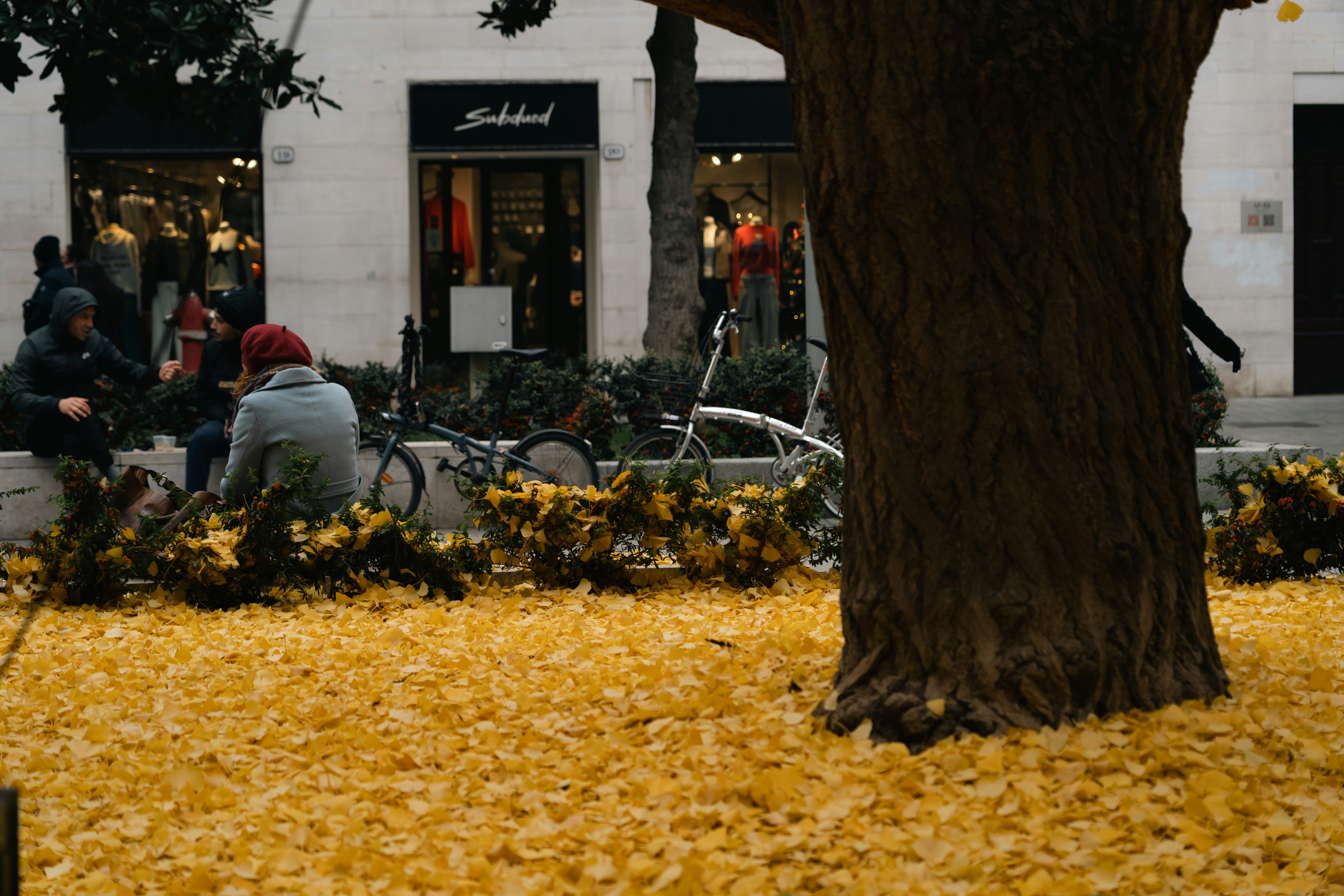 People sitting by a large tree surrounded by fallen yellow leaves in an urban setting.