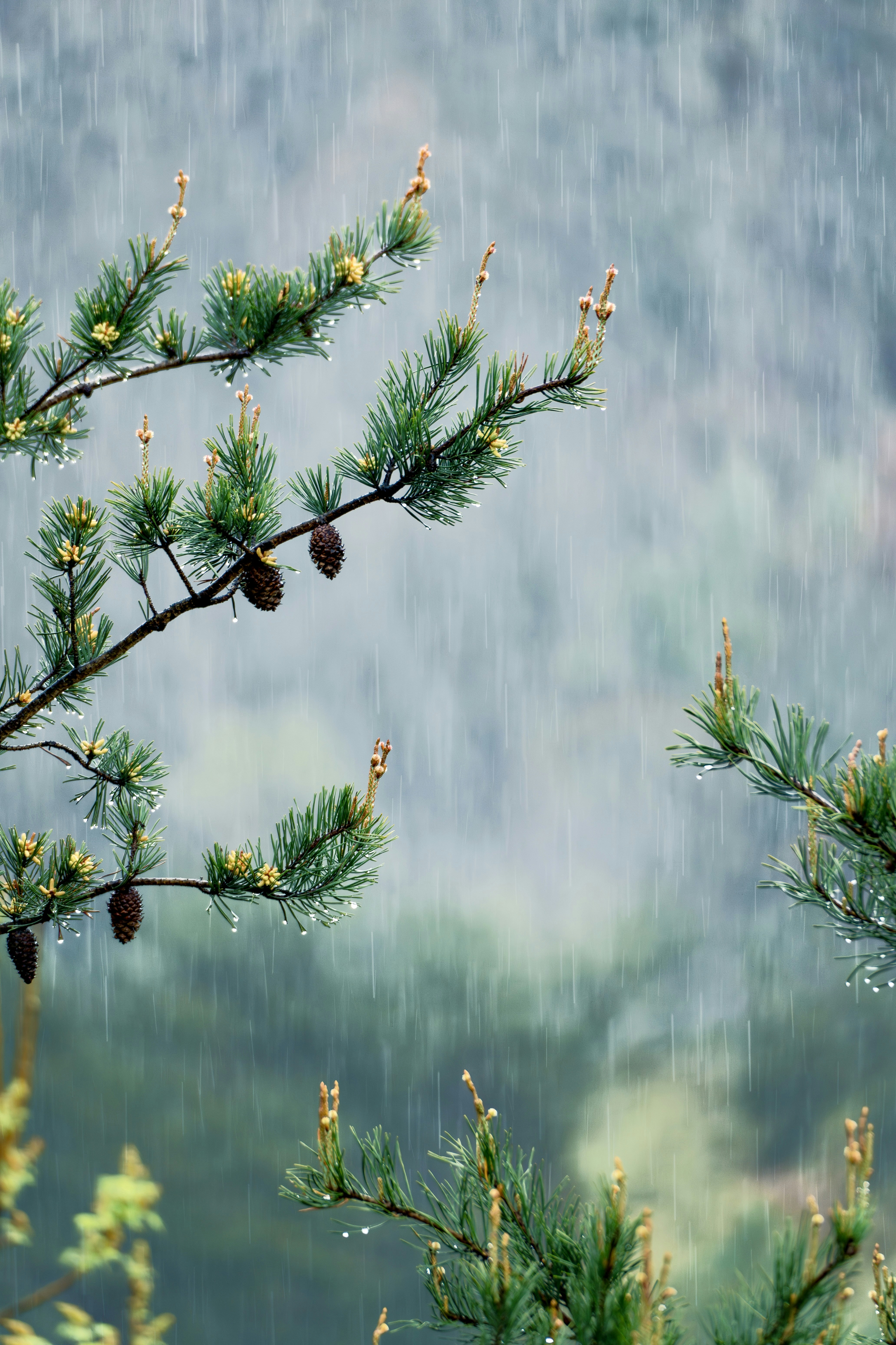 Rain-kissed Pine: Cones and Needles in a Quiet Forest