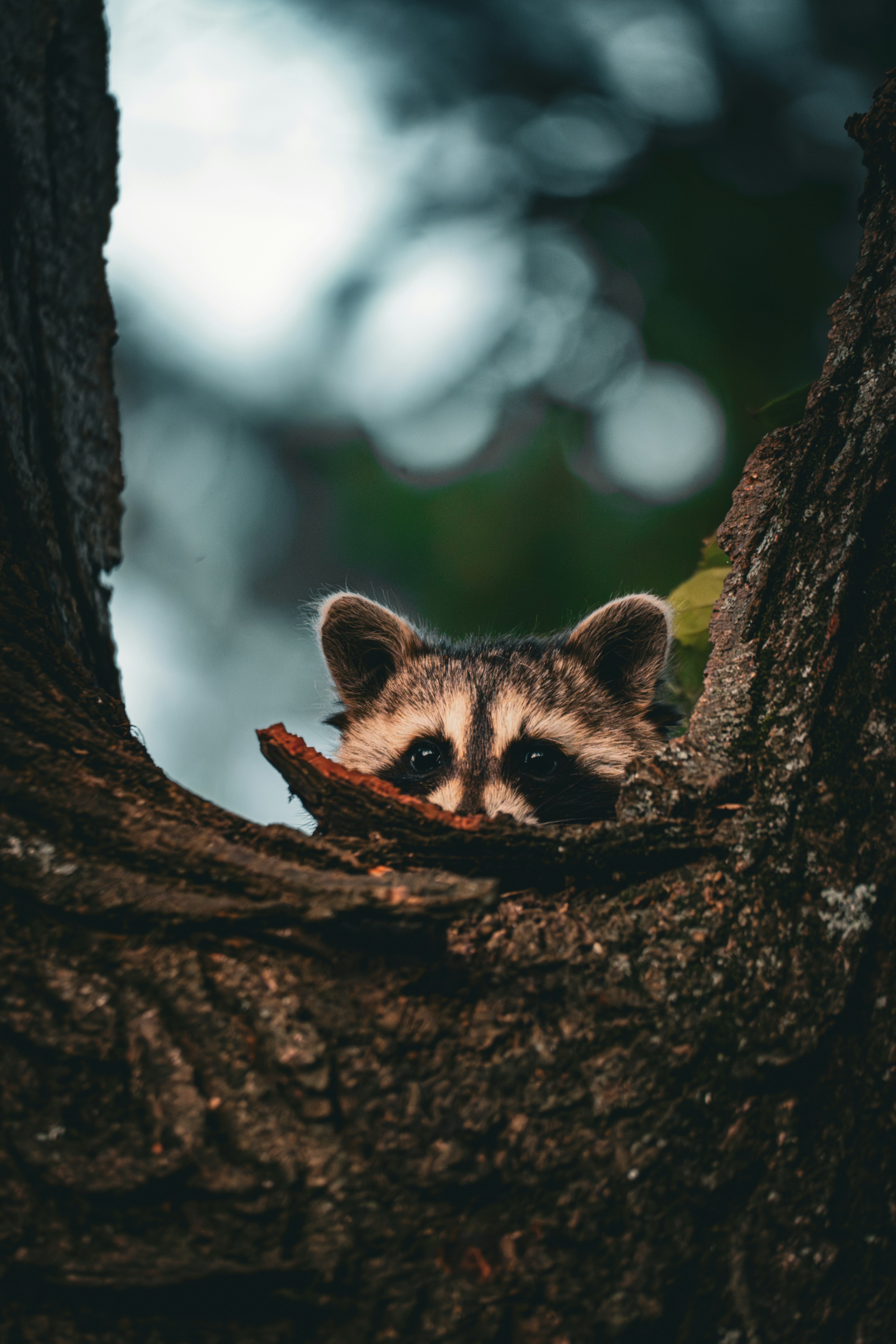 Peek from the Bark: A Raccoon Wary Above the Hollow
