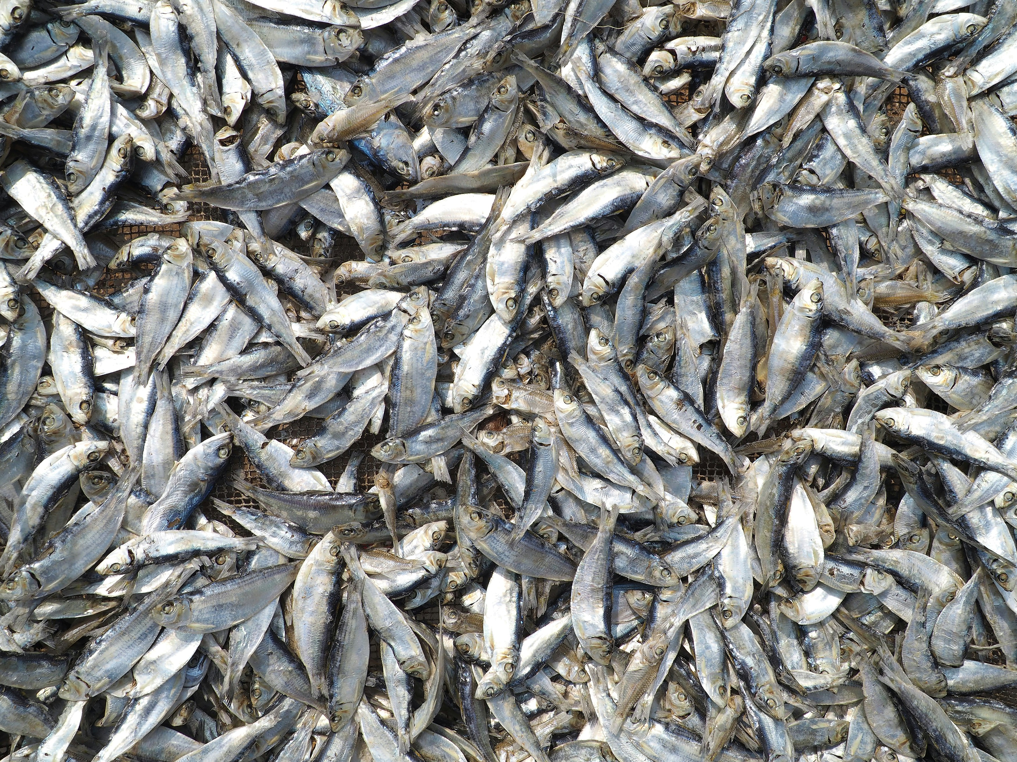 A bunch of fish that are laying on the ground photo – Free Cilincing ...