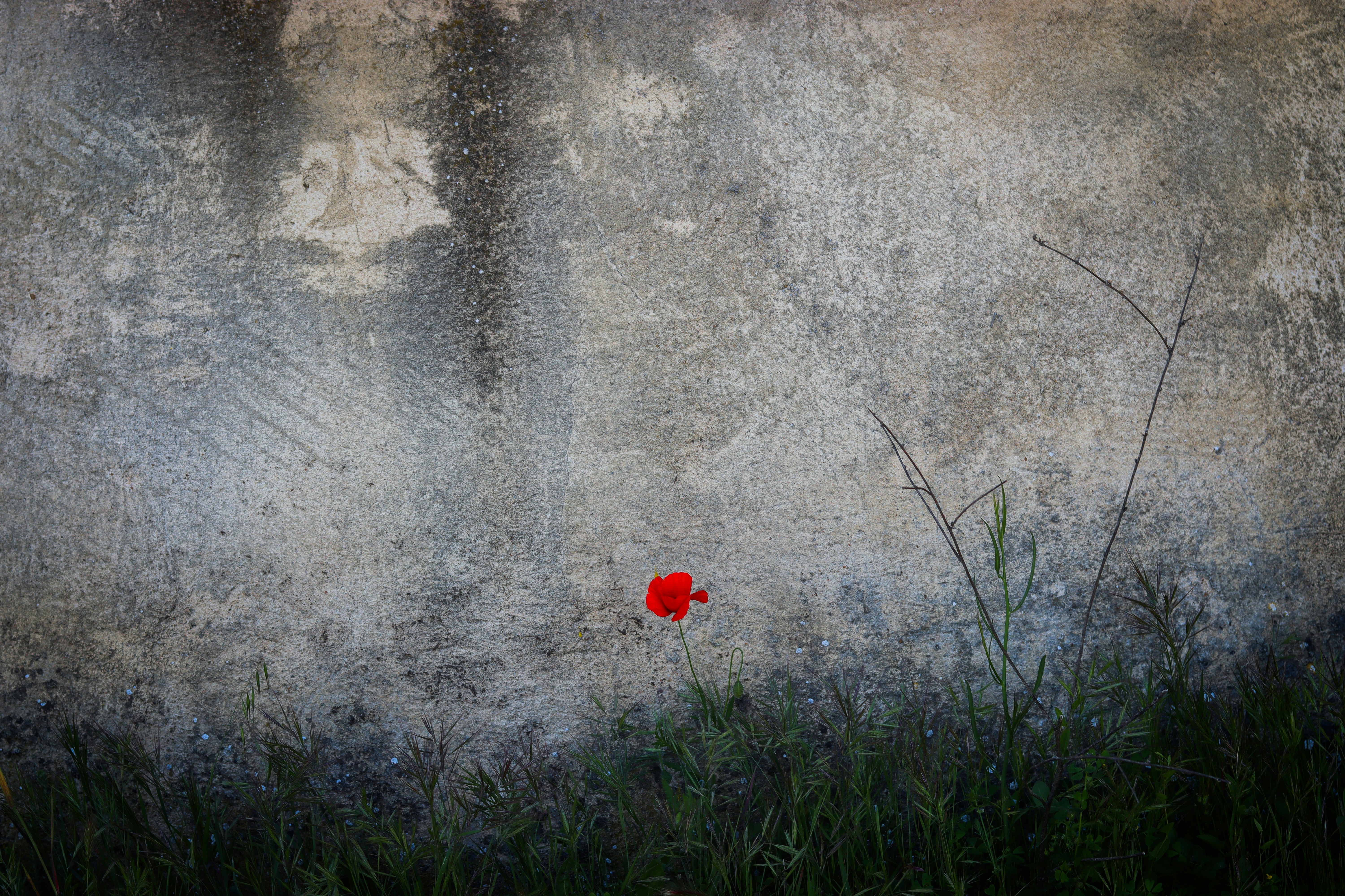 Scarlet Poppy at the Foot of a Weathered Wall