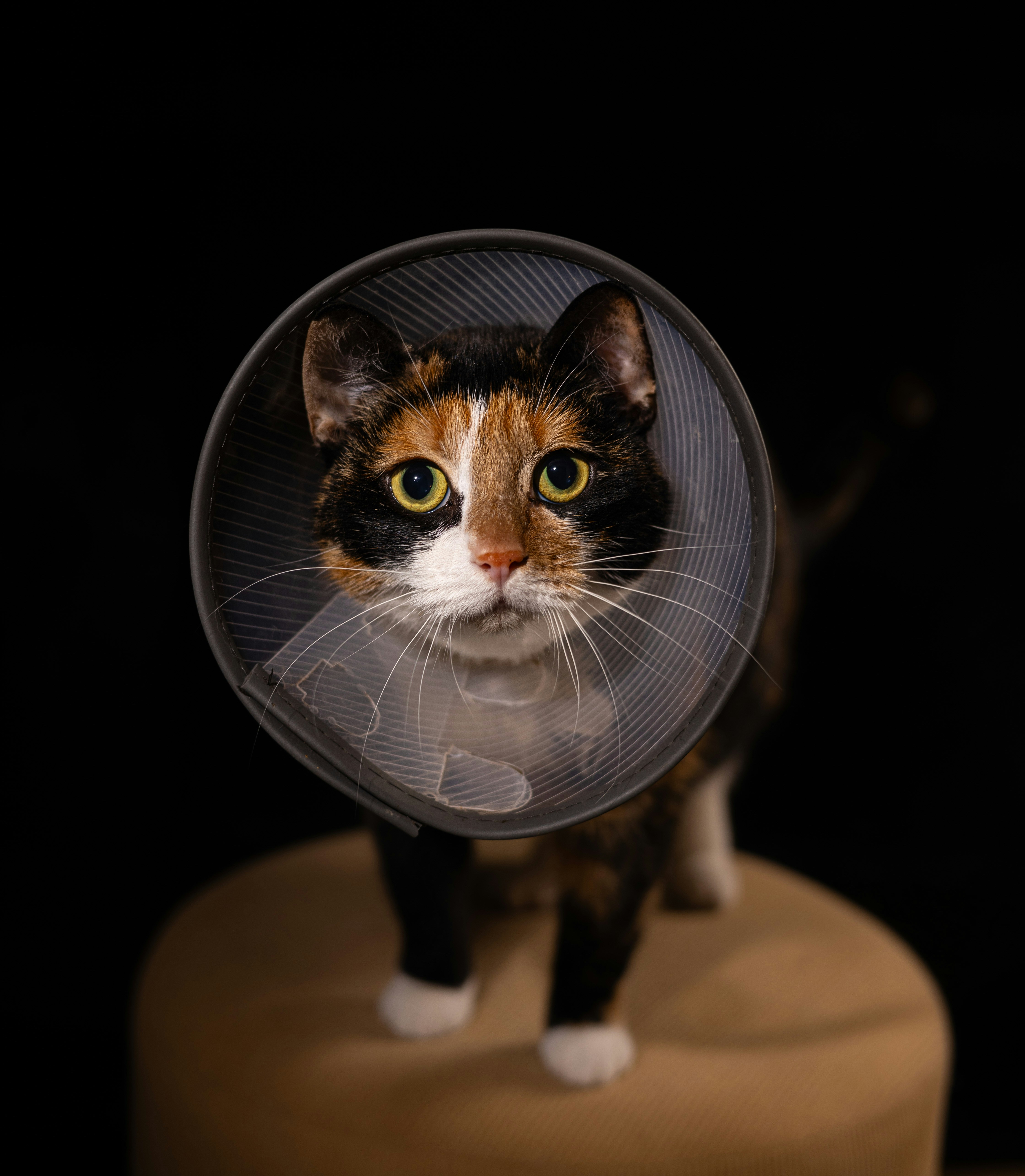 Cone Gaze: Calico Portrait Through a Protective Ring