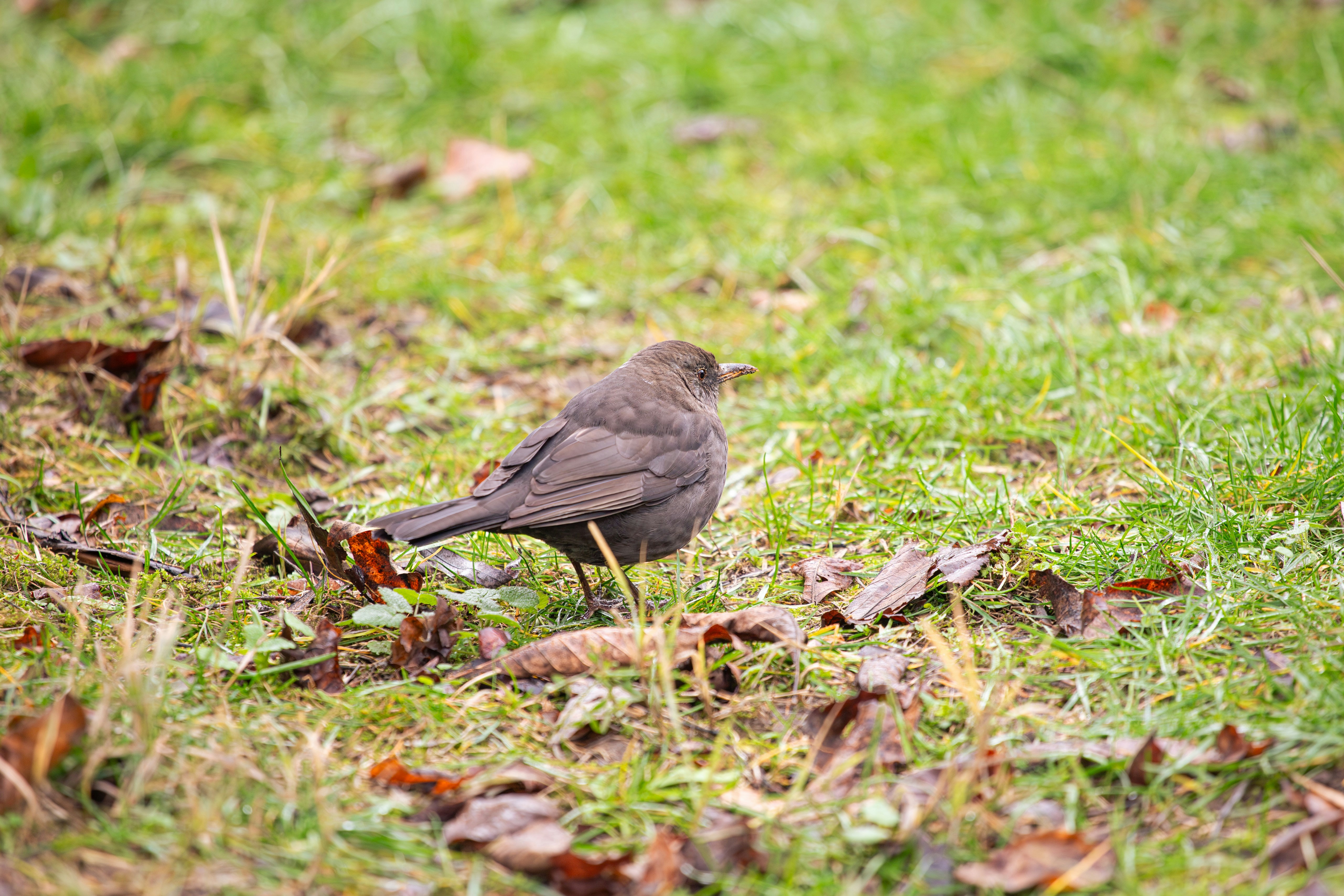 A small bird is standing in the grass photo – Free Bird Image on Unsplash