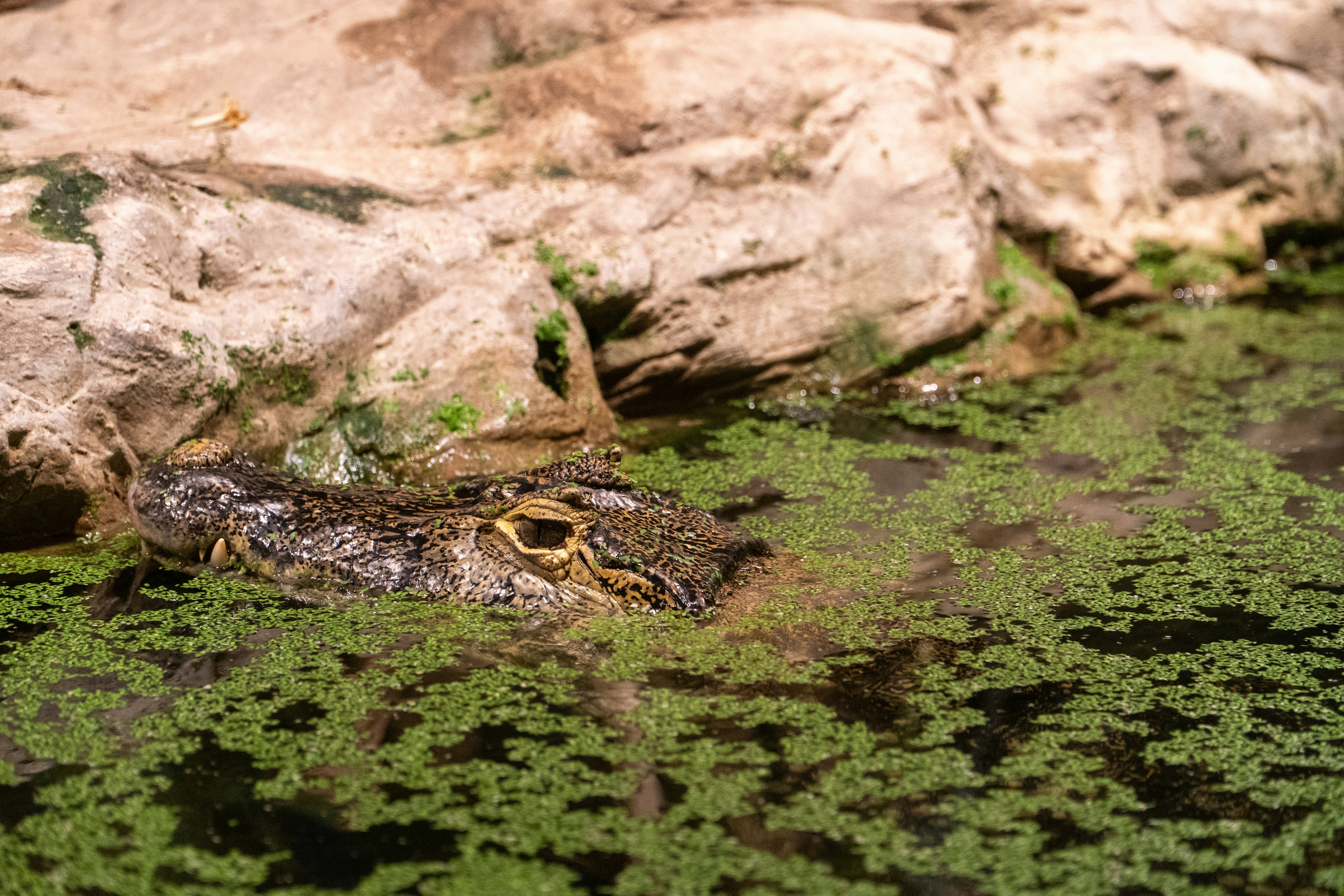 Henry Mao (@hyosmos) | Komunitas Foto Unsplash