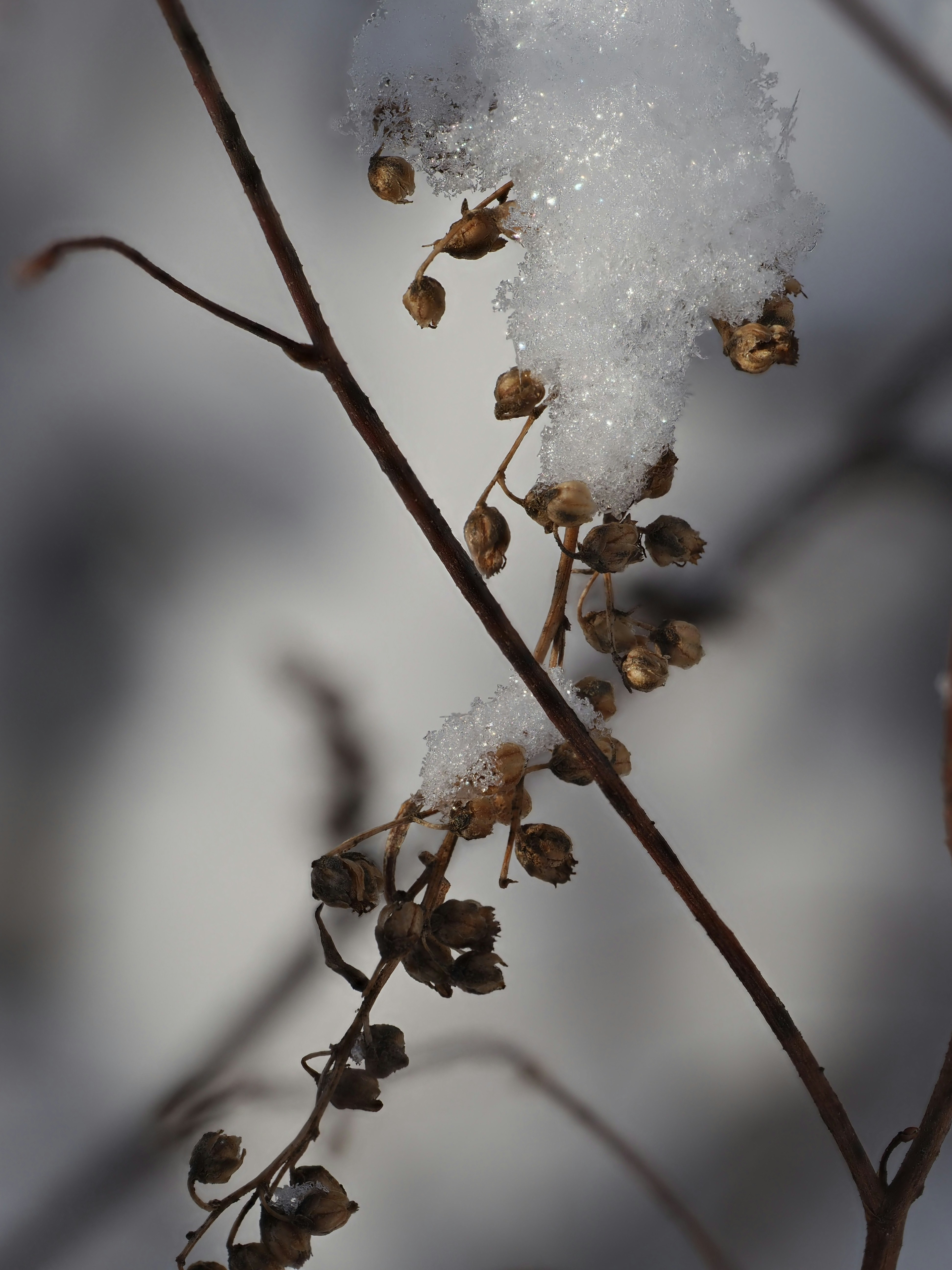 snow on dry plants