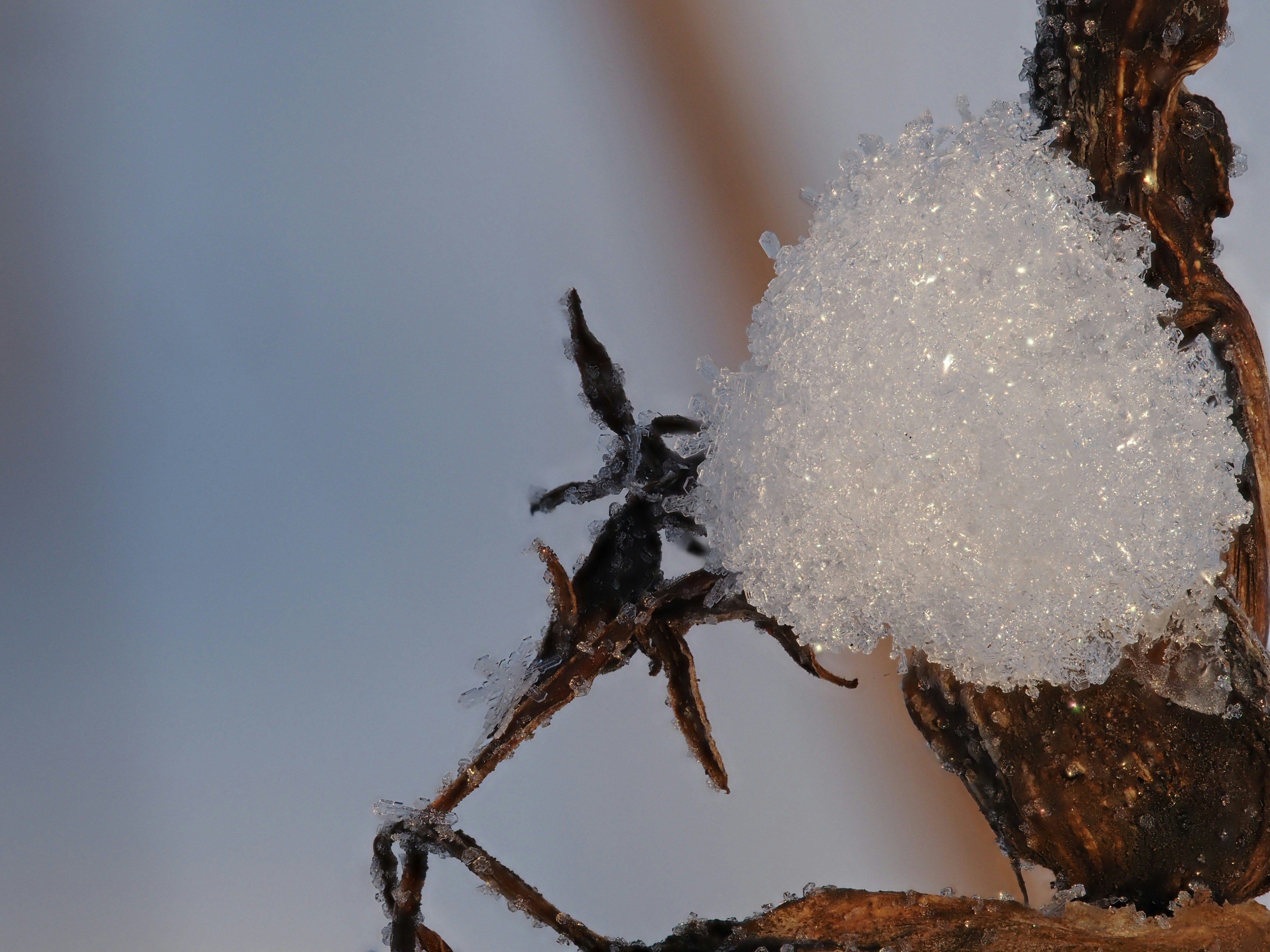 Ice-Capped Twig: Close-Up of Frost and Bark
