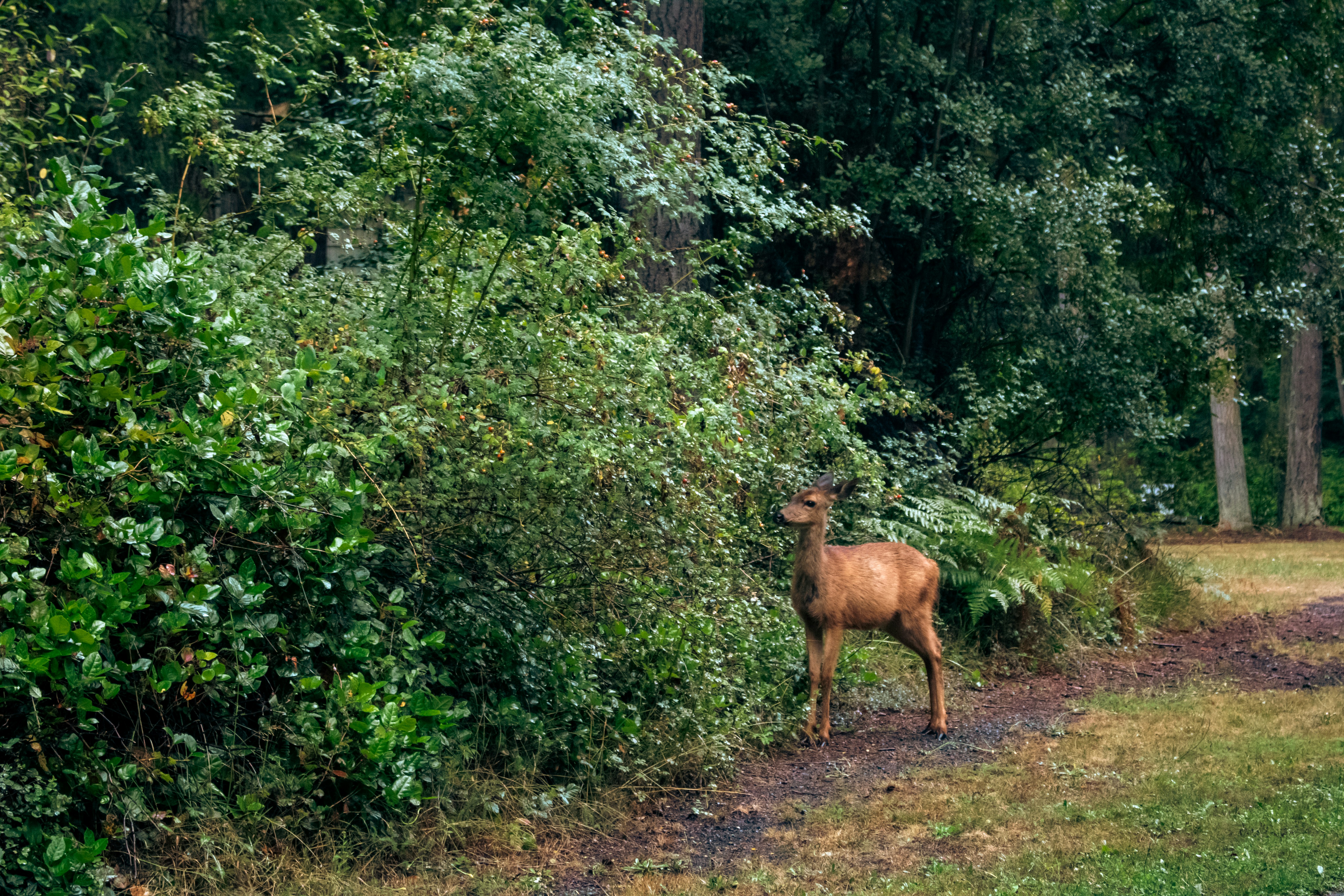 Doe on the Mossy Forest Path: Quiet Pause in Dappled Light