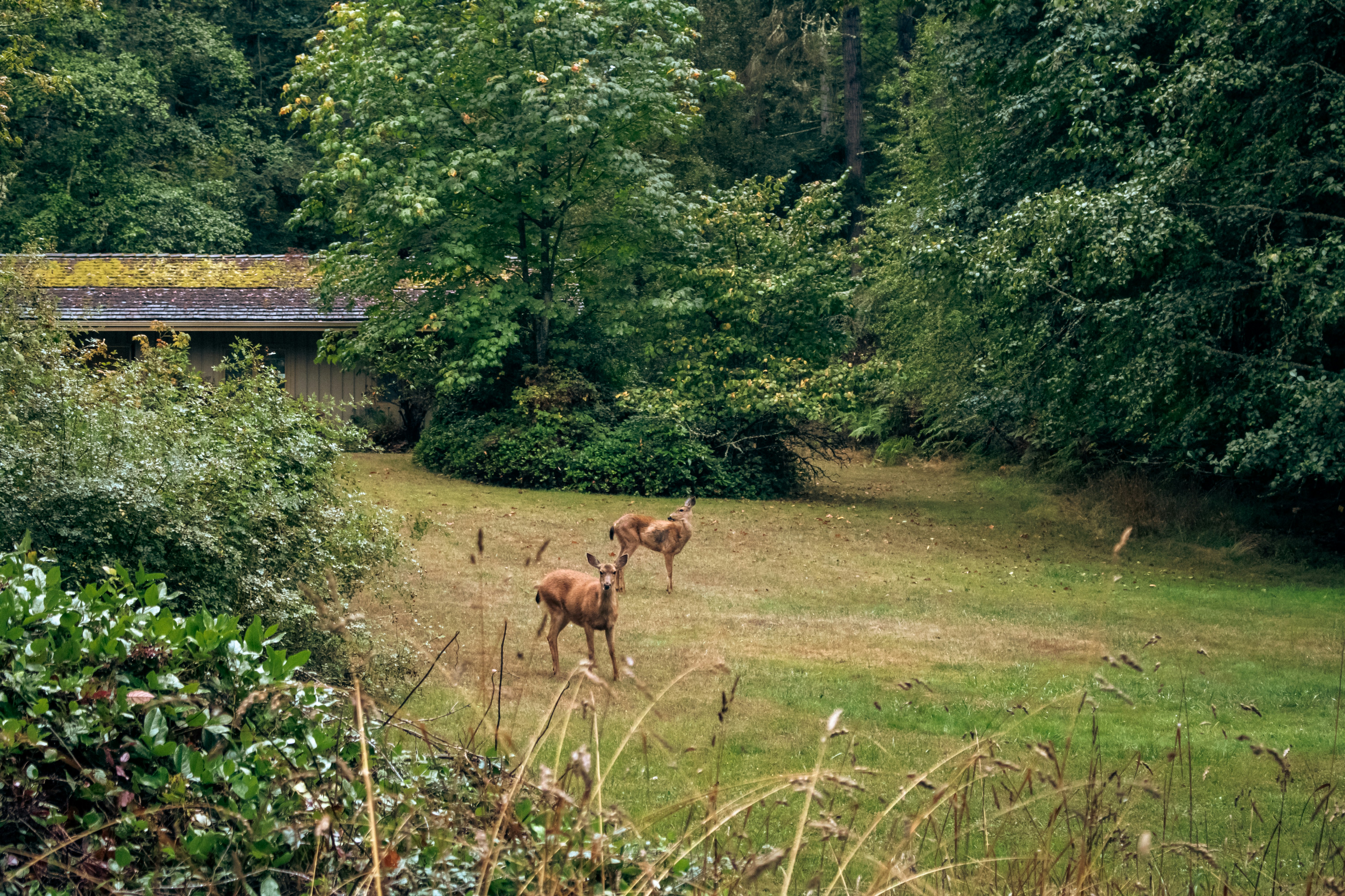 Two Deer in a Quiet Meadow by a Weathered Shelter