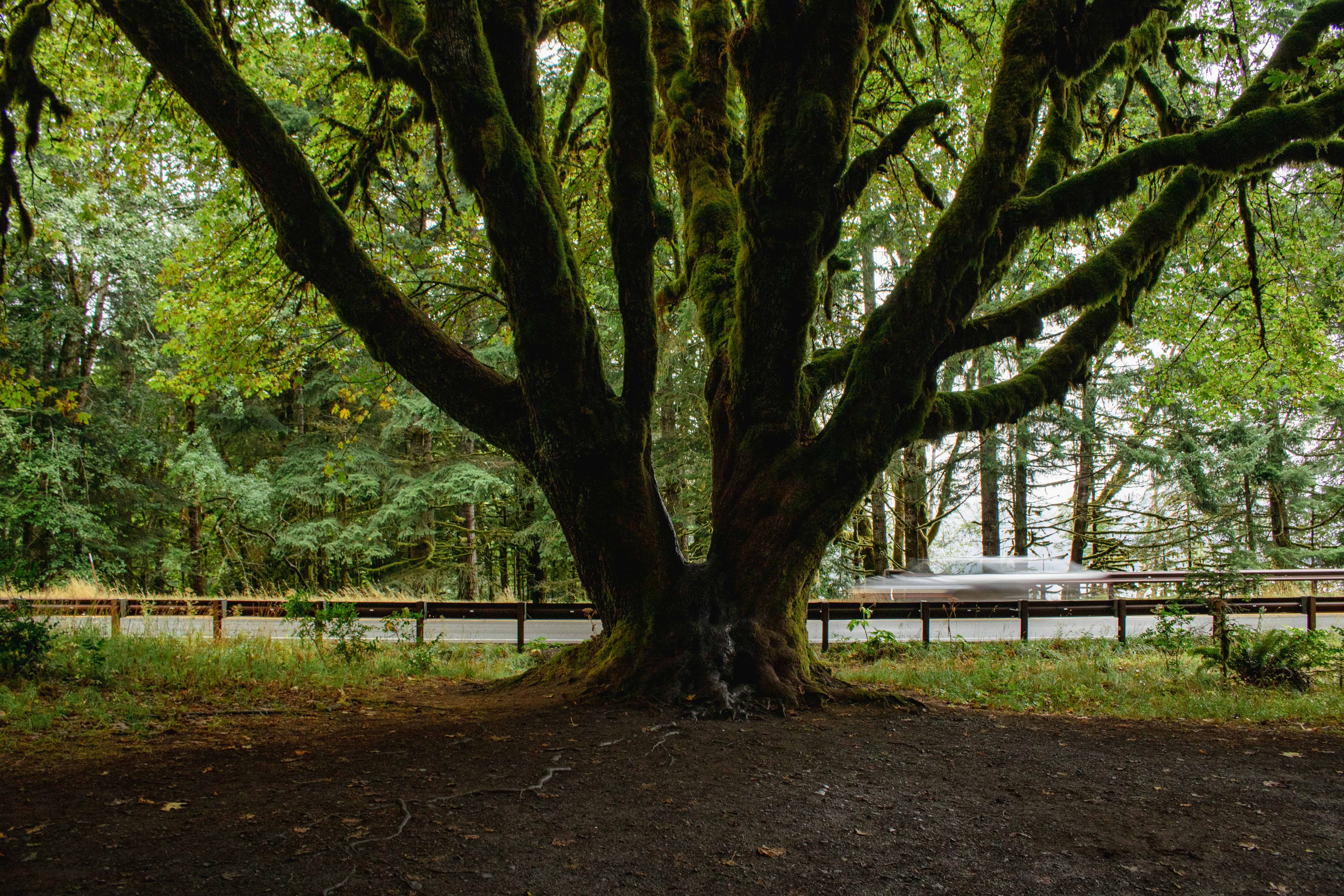 The Moss-Wreathed Sentinel: A Park Oak Framed by Passing Traffic